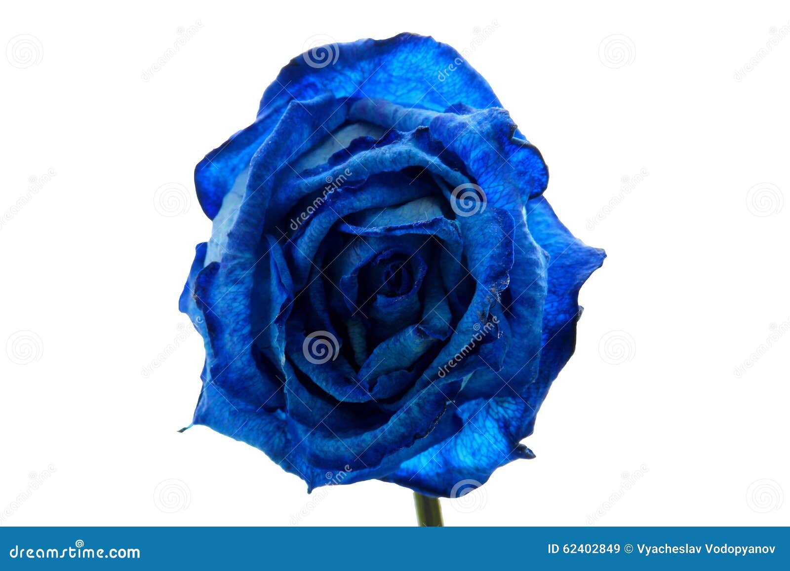 Blue rose stock image. Image of beautiful, leaf, withered - 62402849