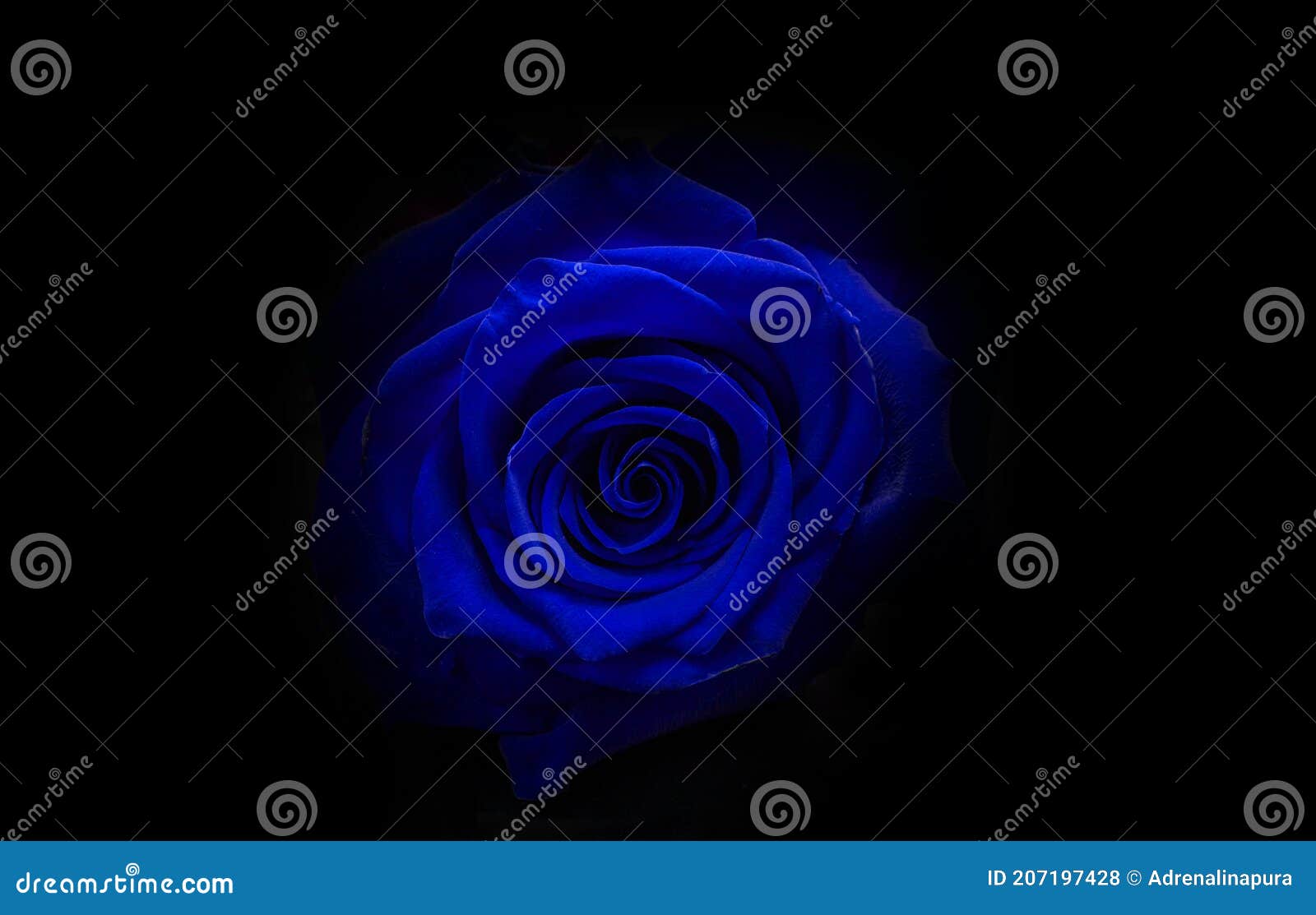 Blue Rose on Black Background Stock Photo - Image of cute, romantic ...