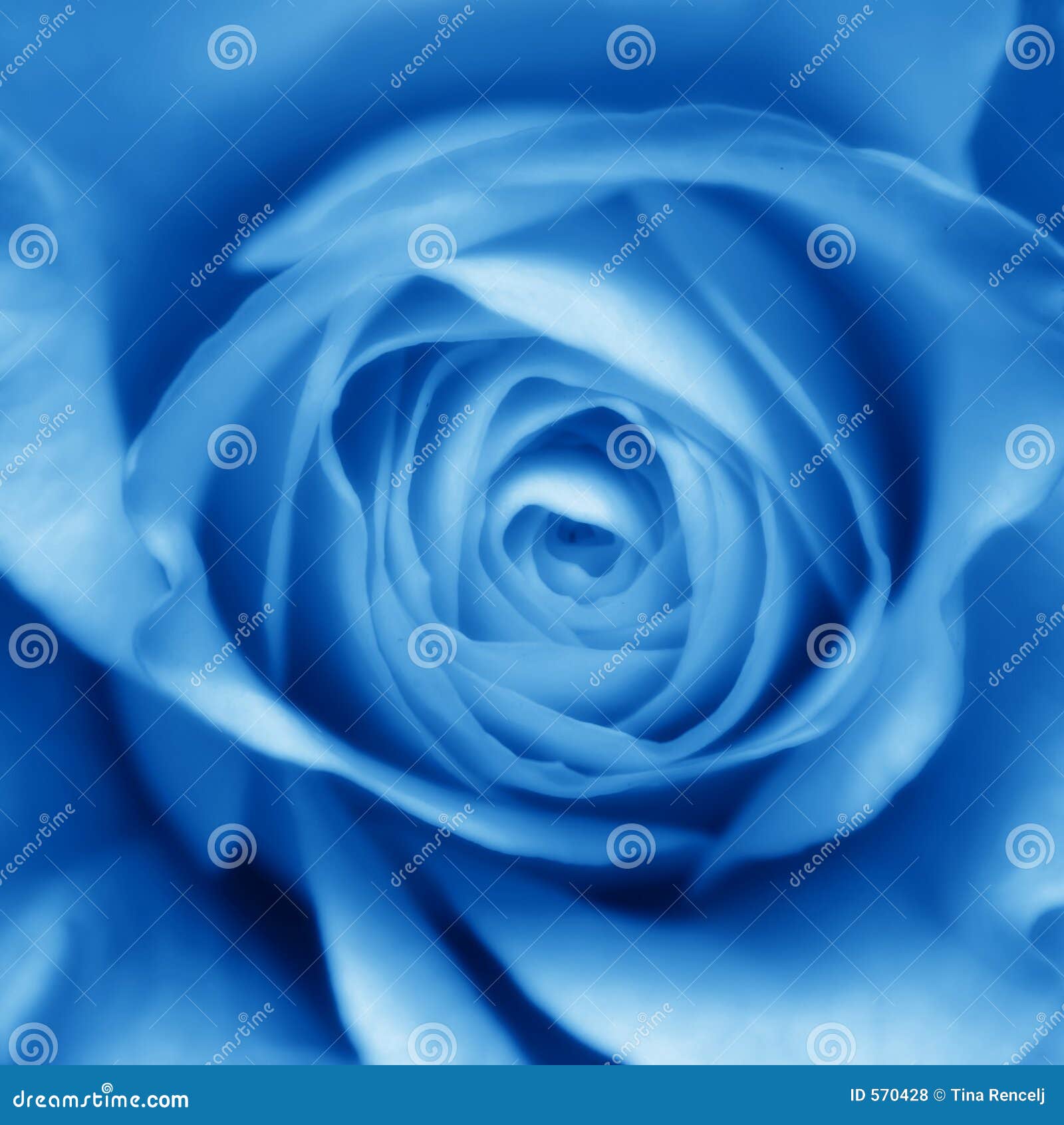 Blue Rose Bud stock photo. Image of gift, sadness, cold - 570428