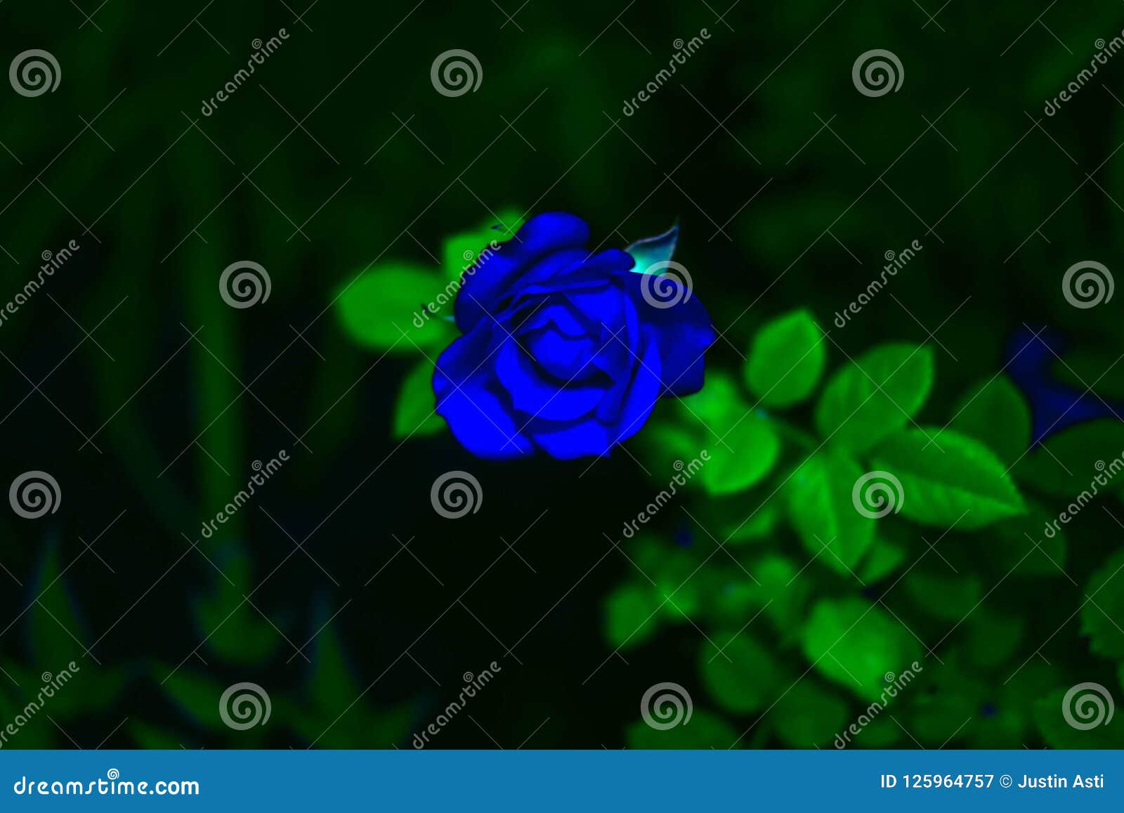 Blue Rose Bud Above Green Foliage Stock Image - Image of rose, foliage ...