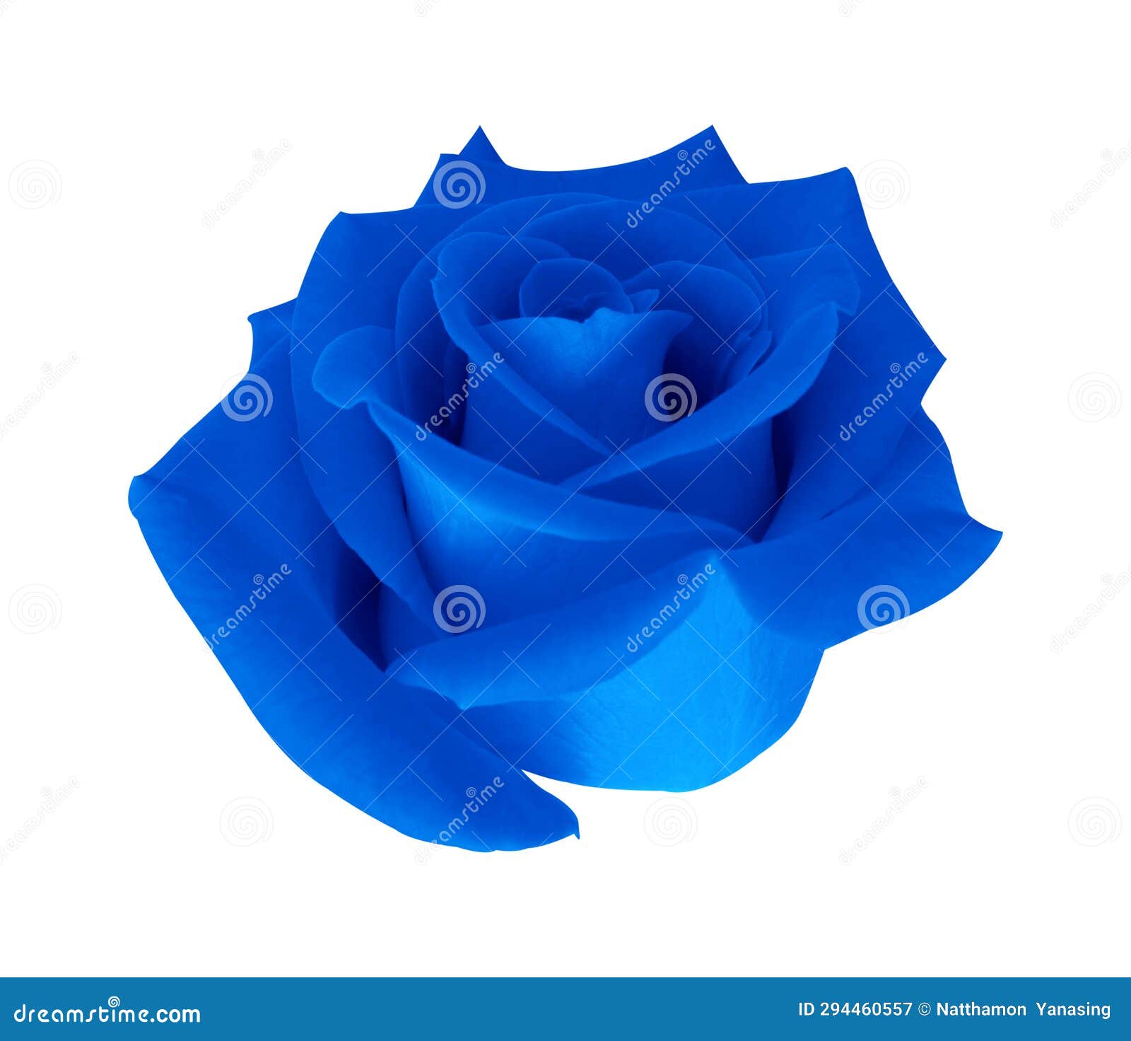Blue Rose Bud Isolated on White Background with Clipping Path Stock ...