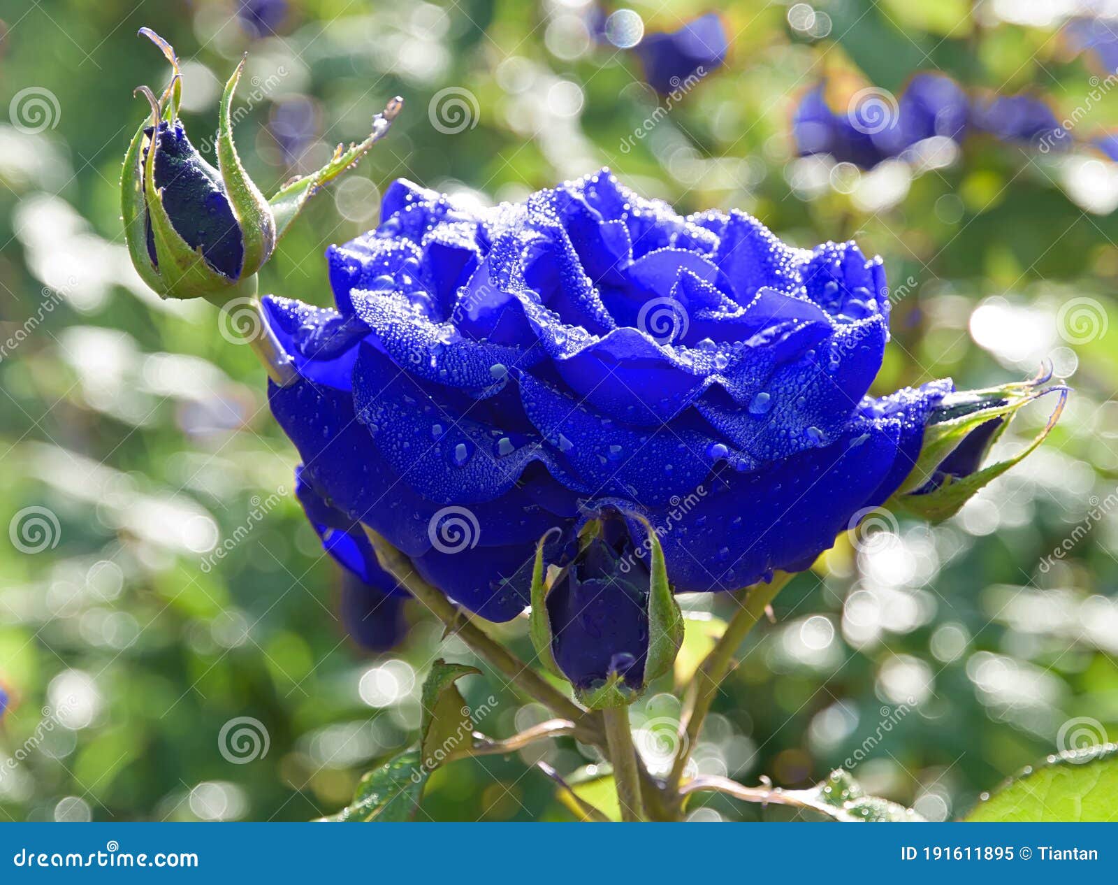 Blue rose with buds stock image. Image of bright, leaf - 191611895