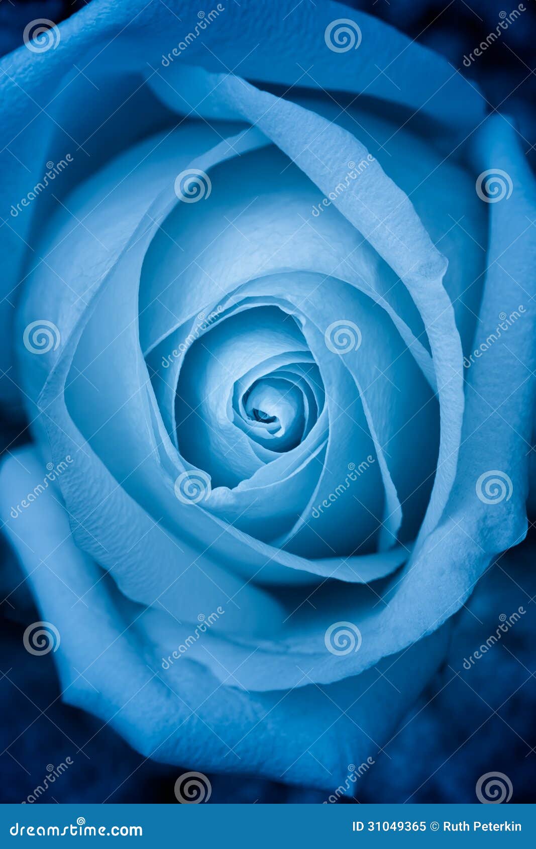 Blue Rose stock image. Image of beauty, flower, bloom - 31049365
