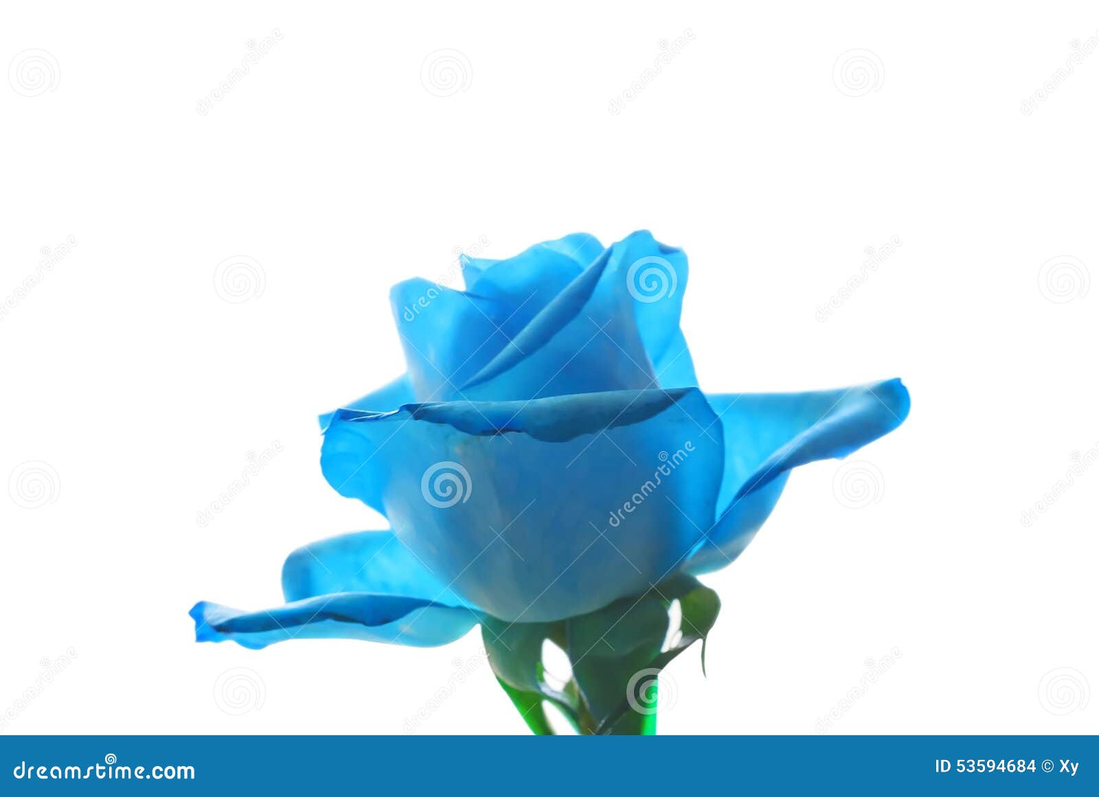Blue Rose stock photo. Image of cyan, blue, rose, close - 53594684