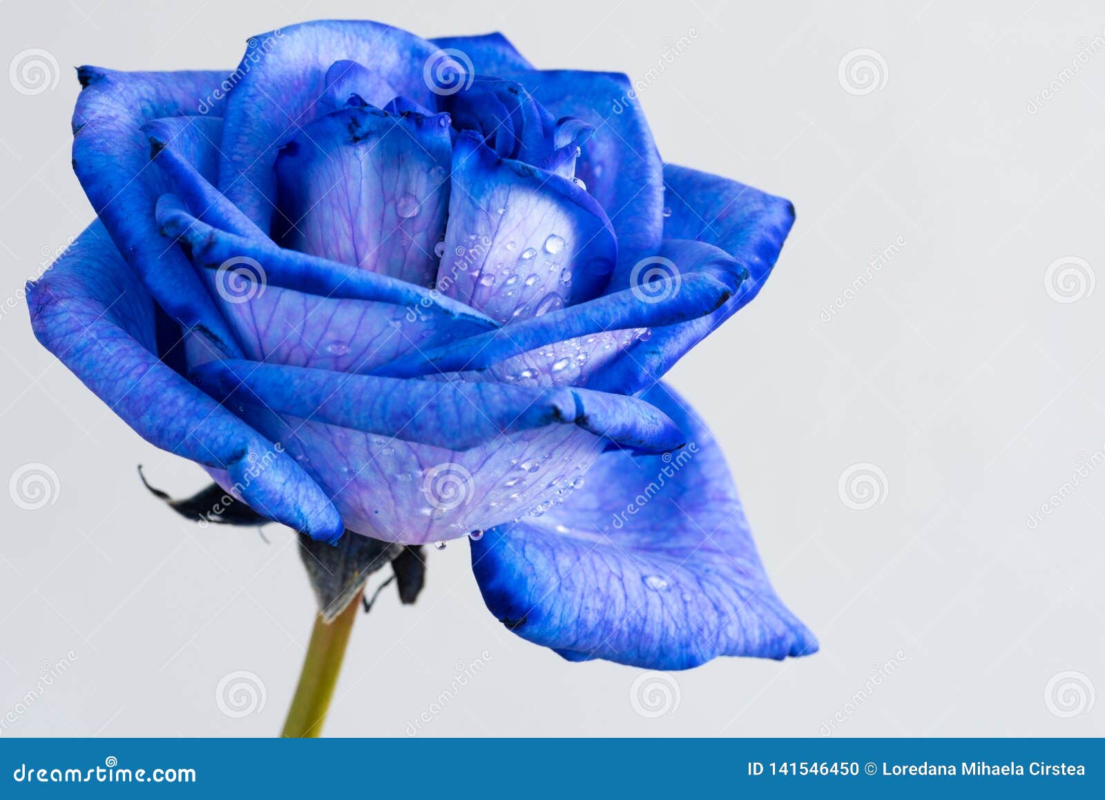 Blue rose closeup stock photo. Image of fresh, floral - 141546450