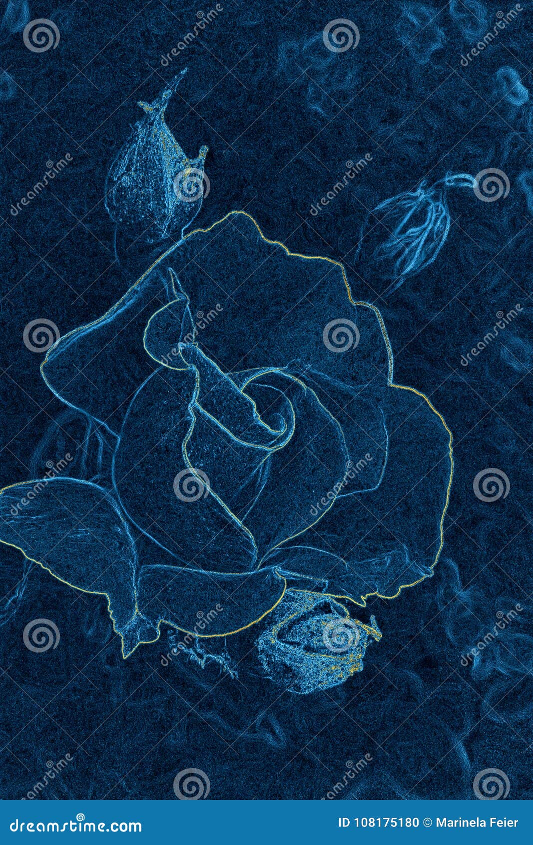 Blue rose contour stock photo. Image of outline, blue - 108175180