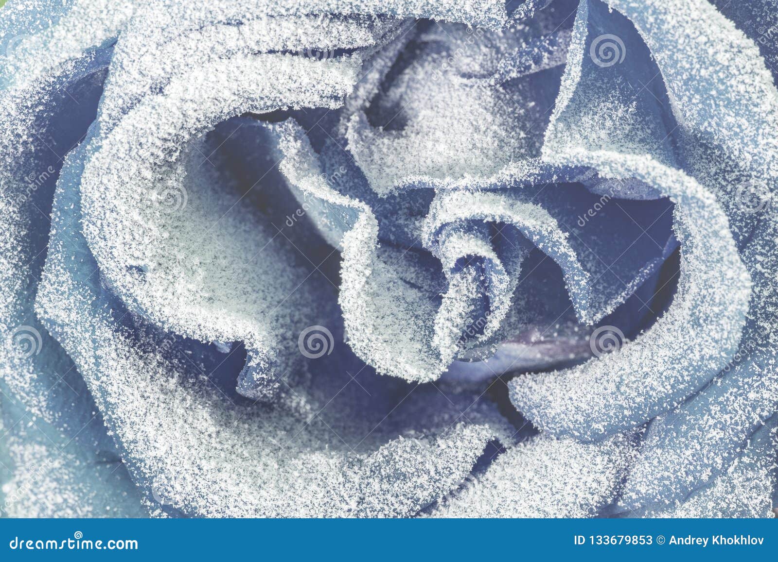 Blue Rose Covered with Snow. Close Up. Stock Image - Image of arctic ...