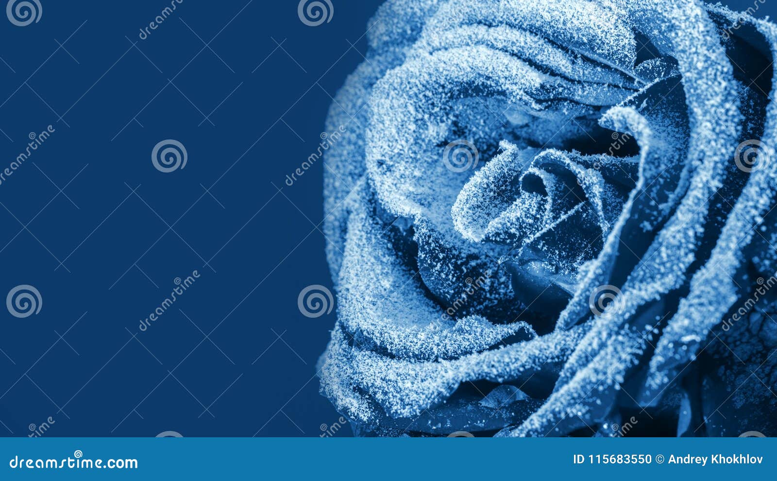 Blue Rose Covered with Snow. Stock Photo - Image of flakes, love: 115683550