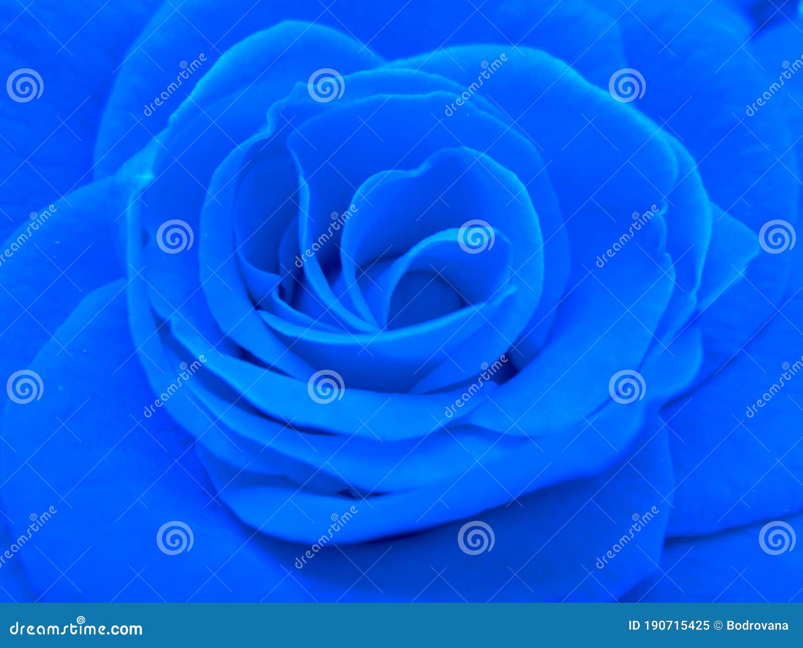 Blue Rose for Design and Texture. Stock Image - Image of unique ...