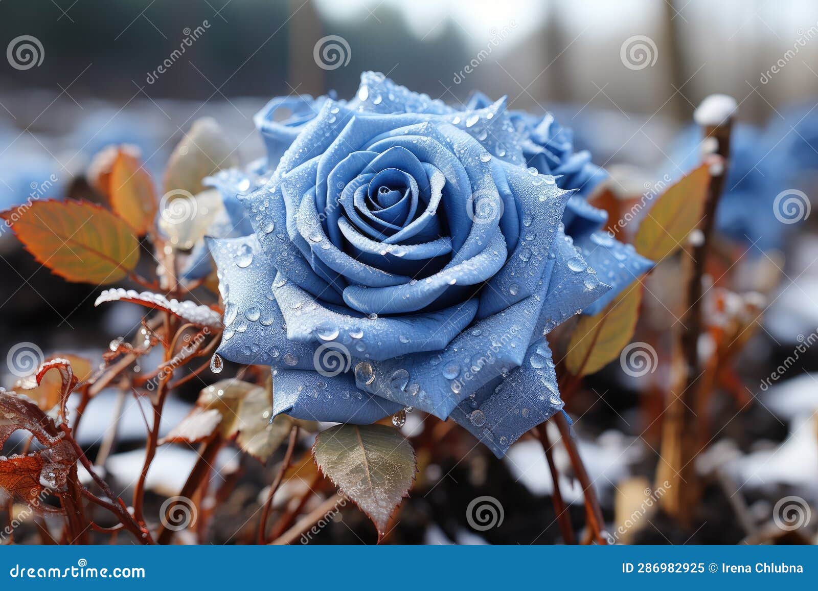 Blue rose with dew drops stock illustration. Illustration of abstract ...
