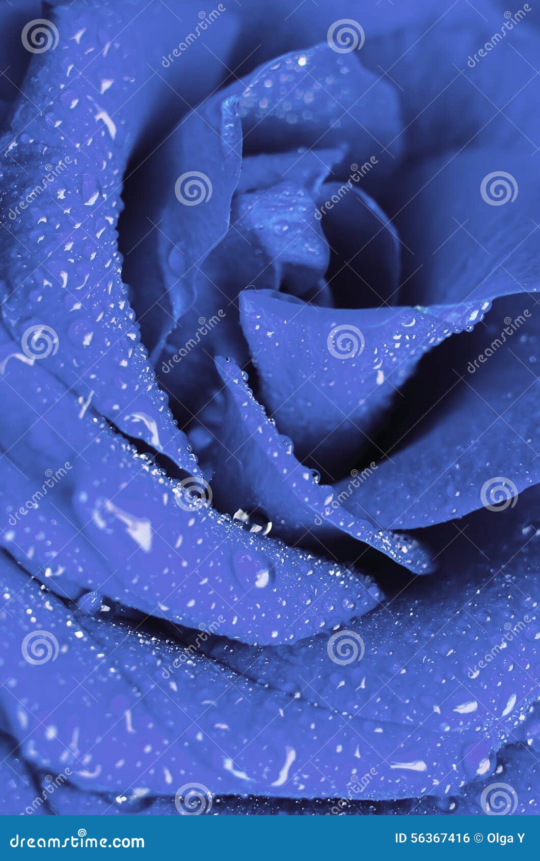 Blue Rose in Drops of Water Stock Photo - Image of flower, blue: 56367416