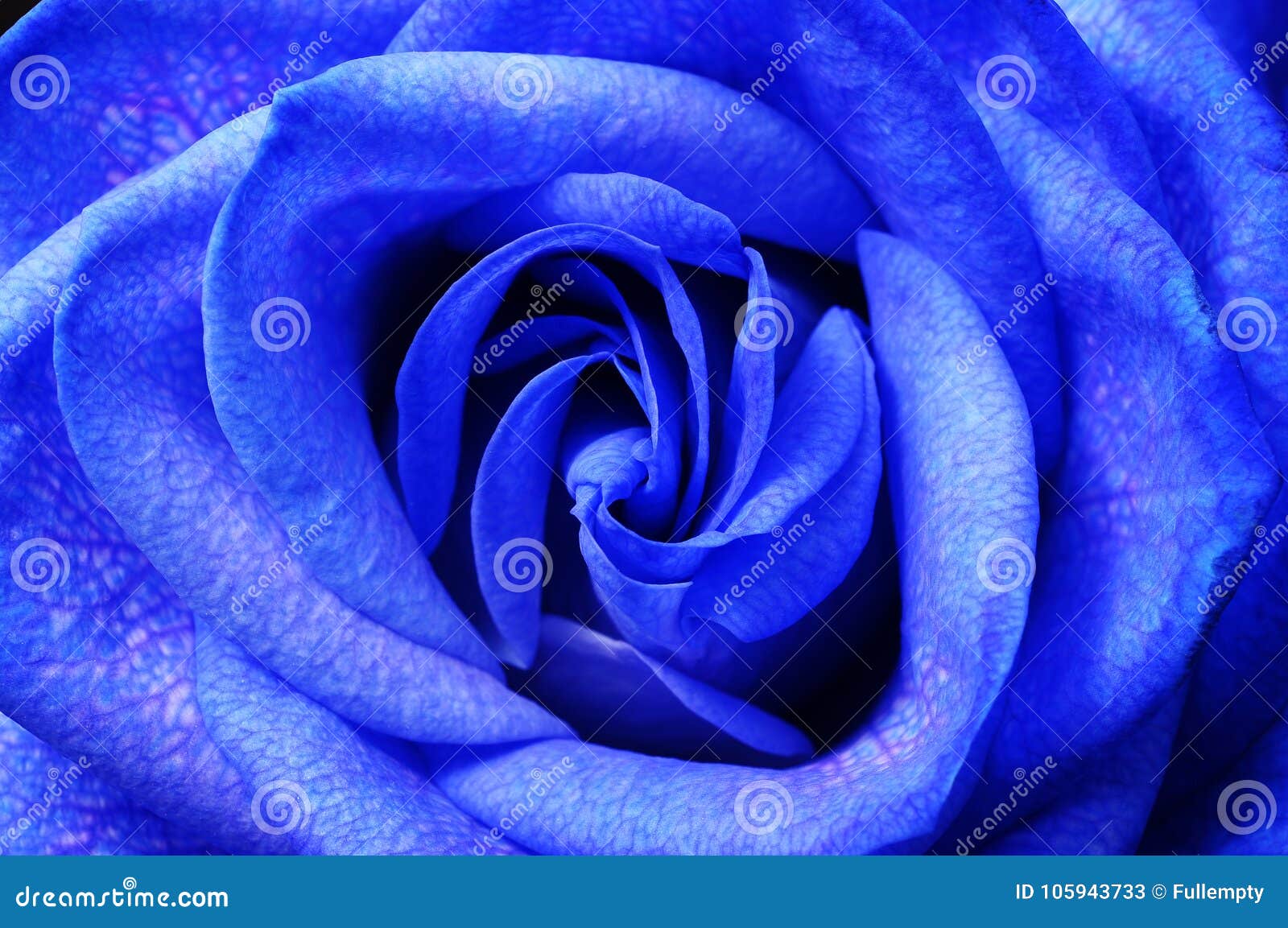 Details of Blue Flower Rose Stock Image - Image of blue, rose: 105943733