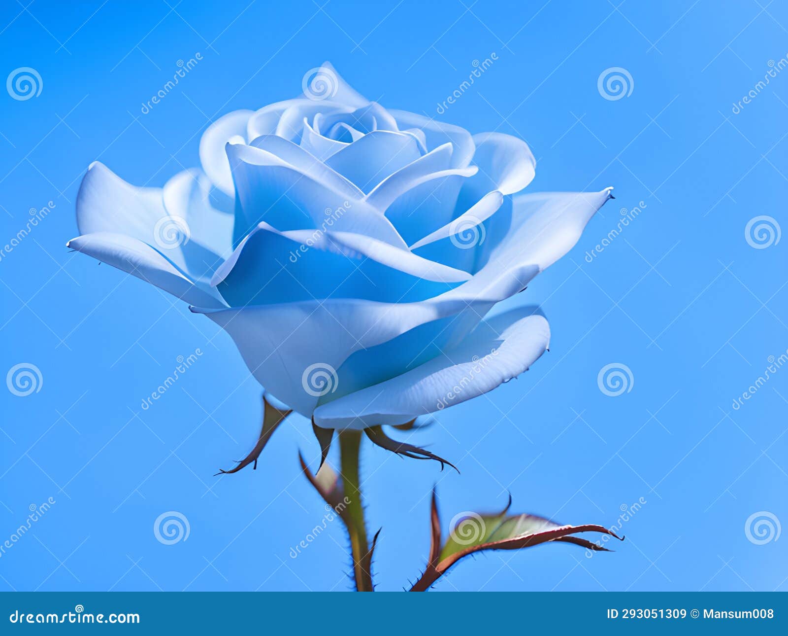 Sky Blue Rose Flower