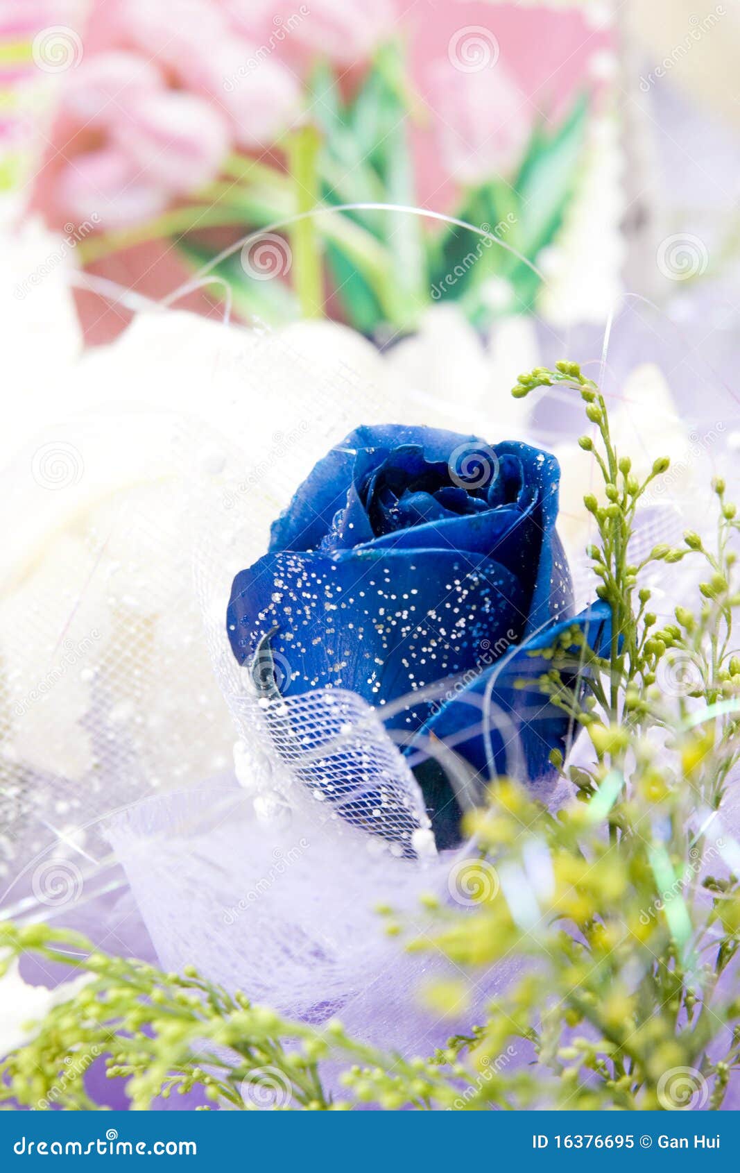 Blue rose in gift flowers stock image. Image of garden - 16376695