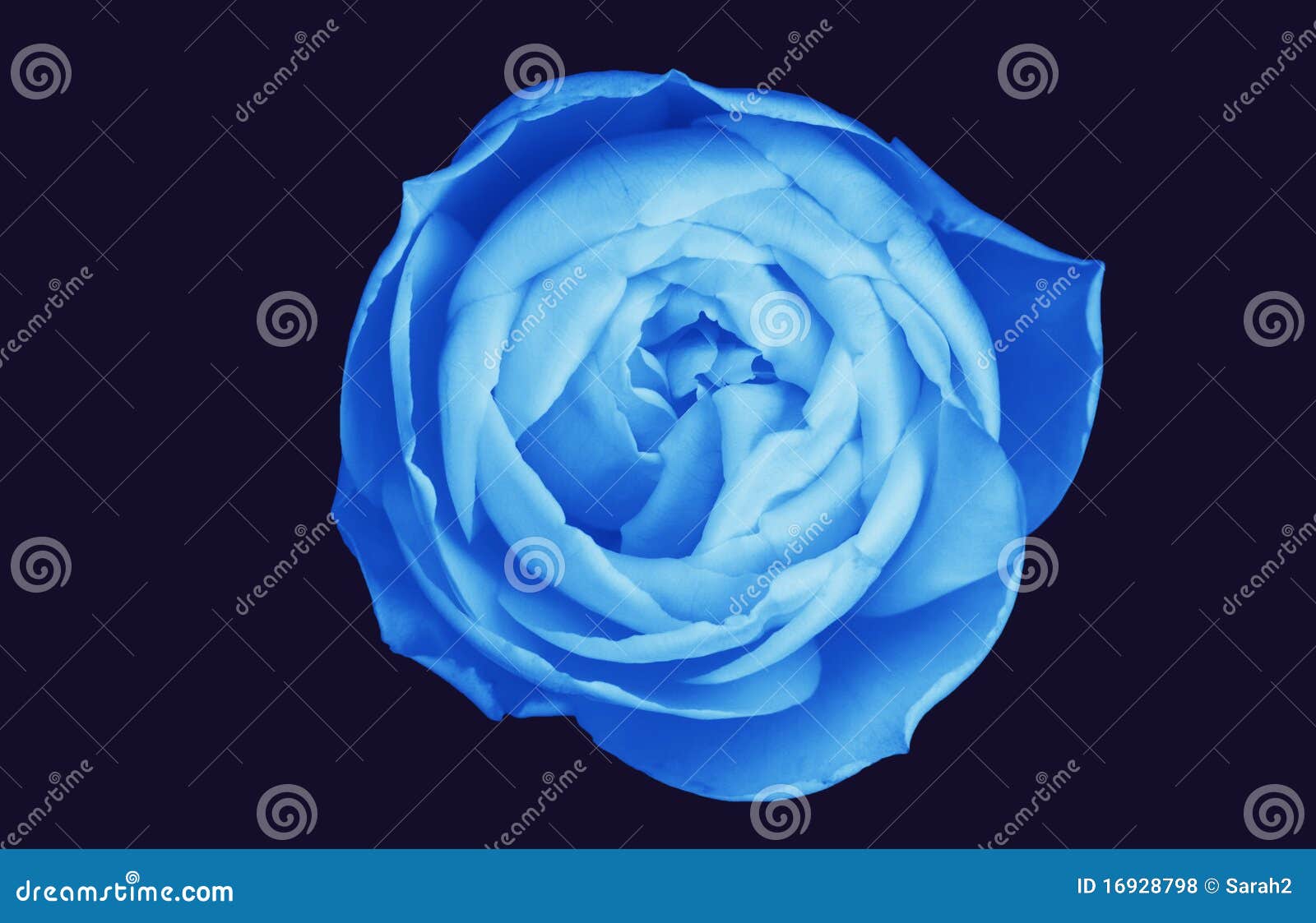 Blue Rose Isolated on Deep Navy Background Stock Photo - Image of ...