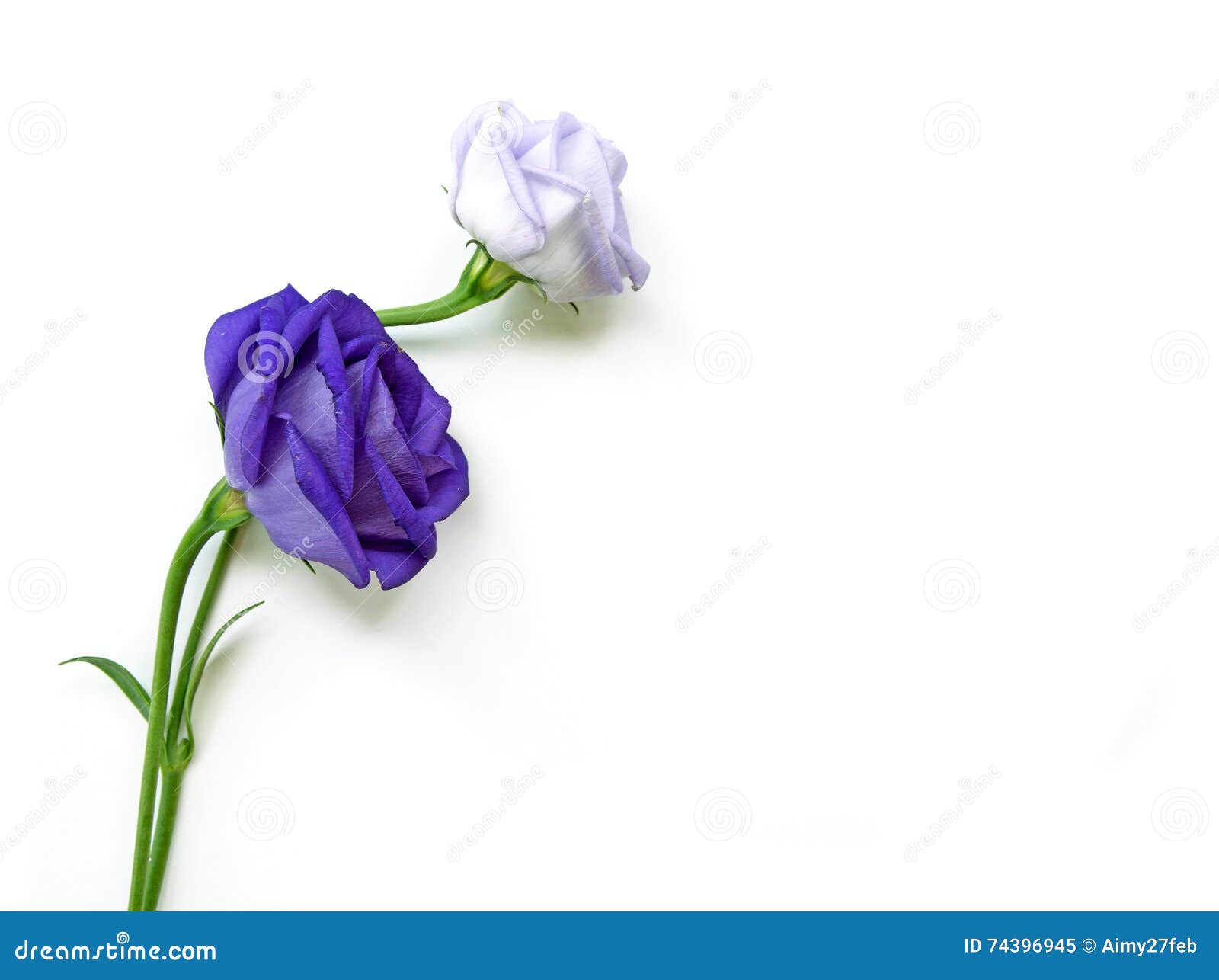 Blue Rose - Isolated on White Background. Stock Image - Image of beauty ...