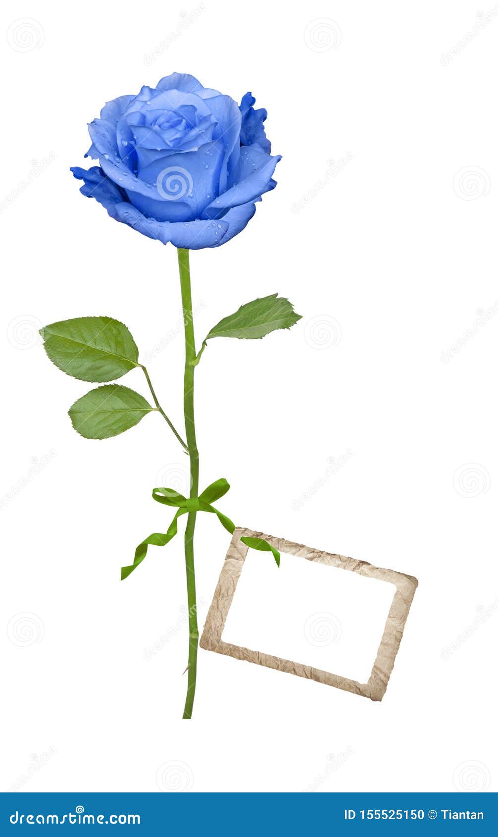 Blue rose with label stock photo. Image of bloom, label - 155525150