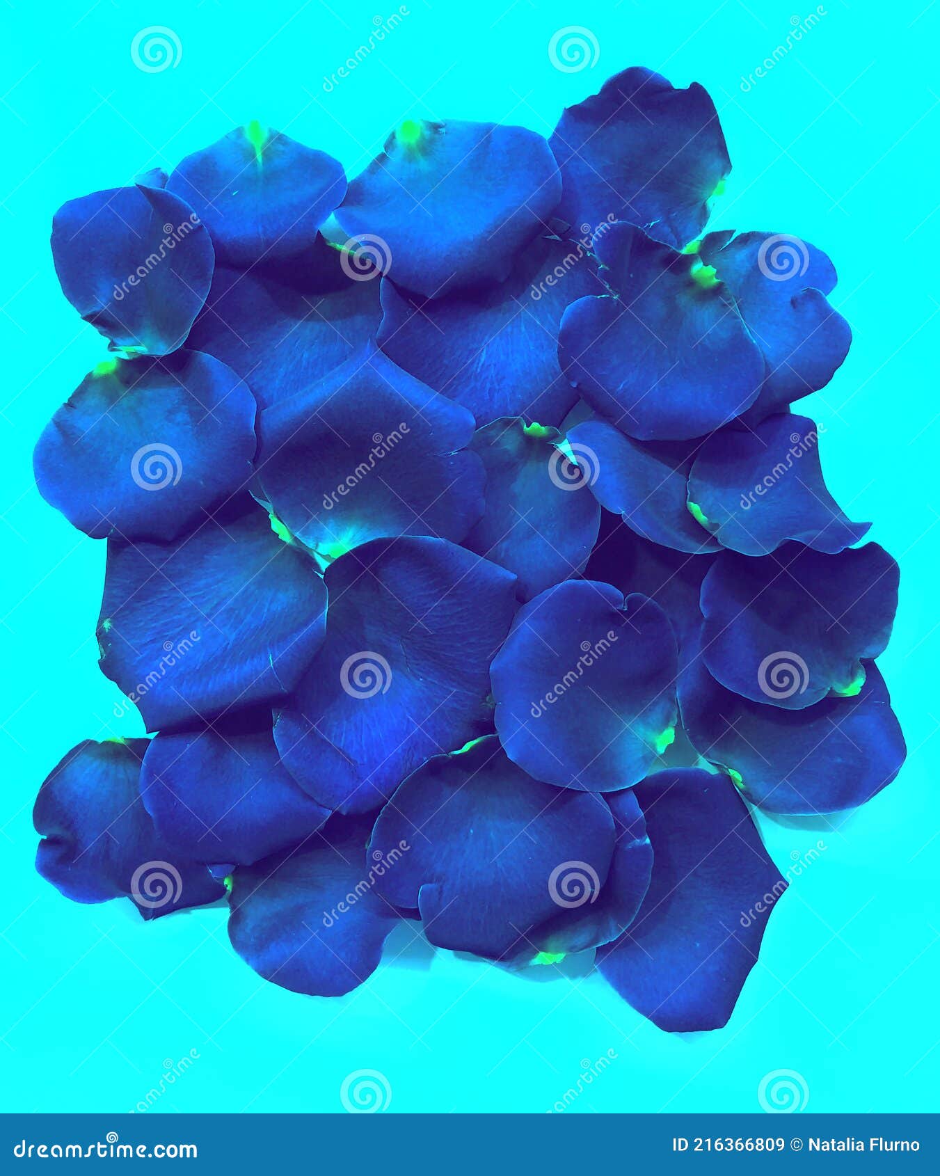 Blue rose petals stock image. Image of nature, editorial - 216366809