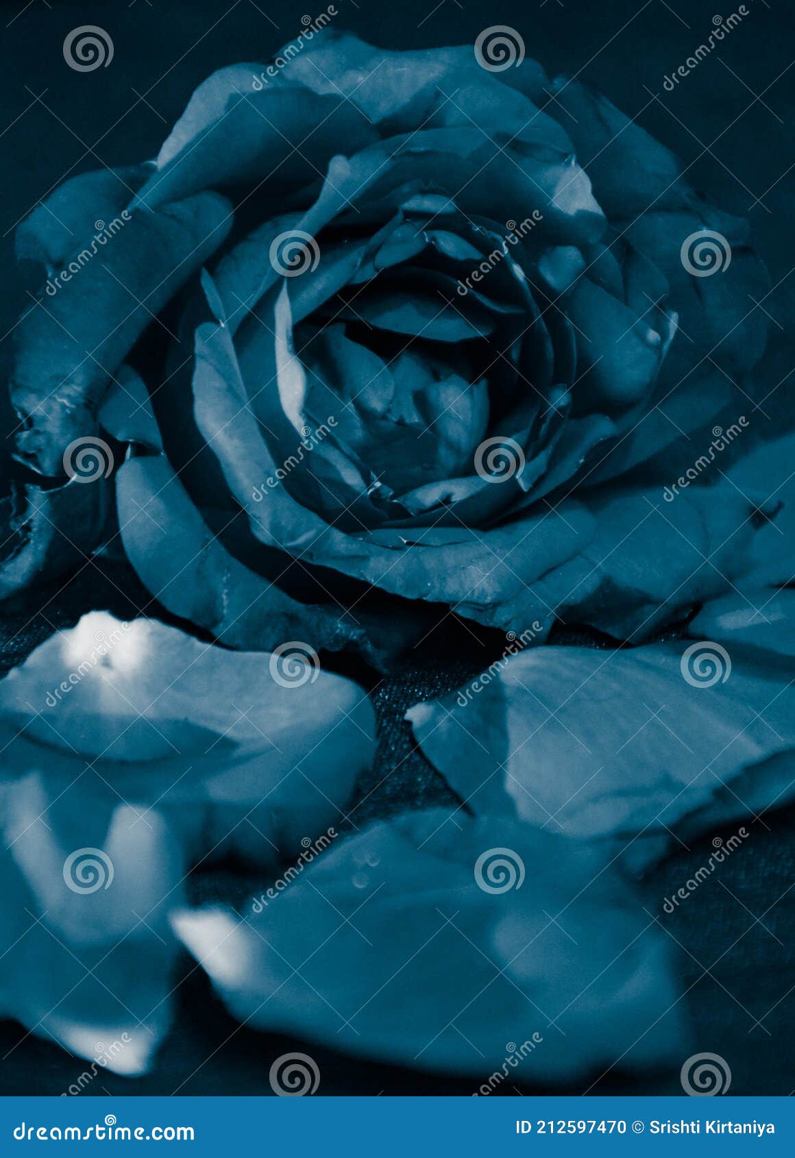 Blue rose stock photo. Image of dark, nature, rose, blue - 212597470