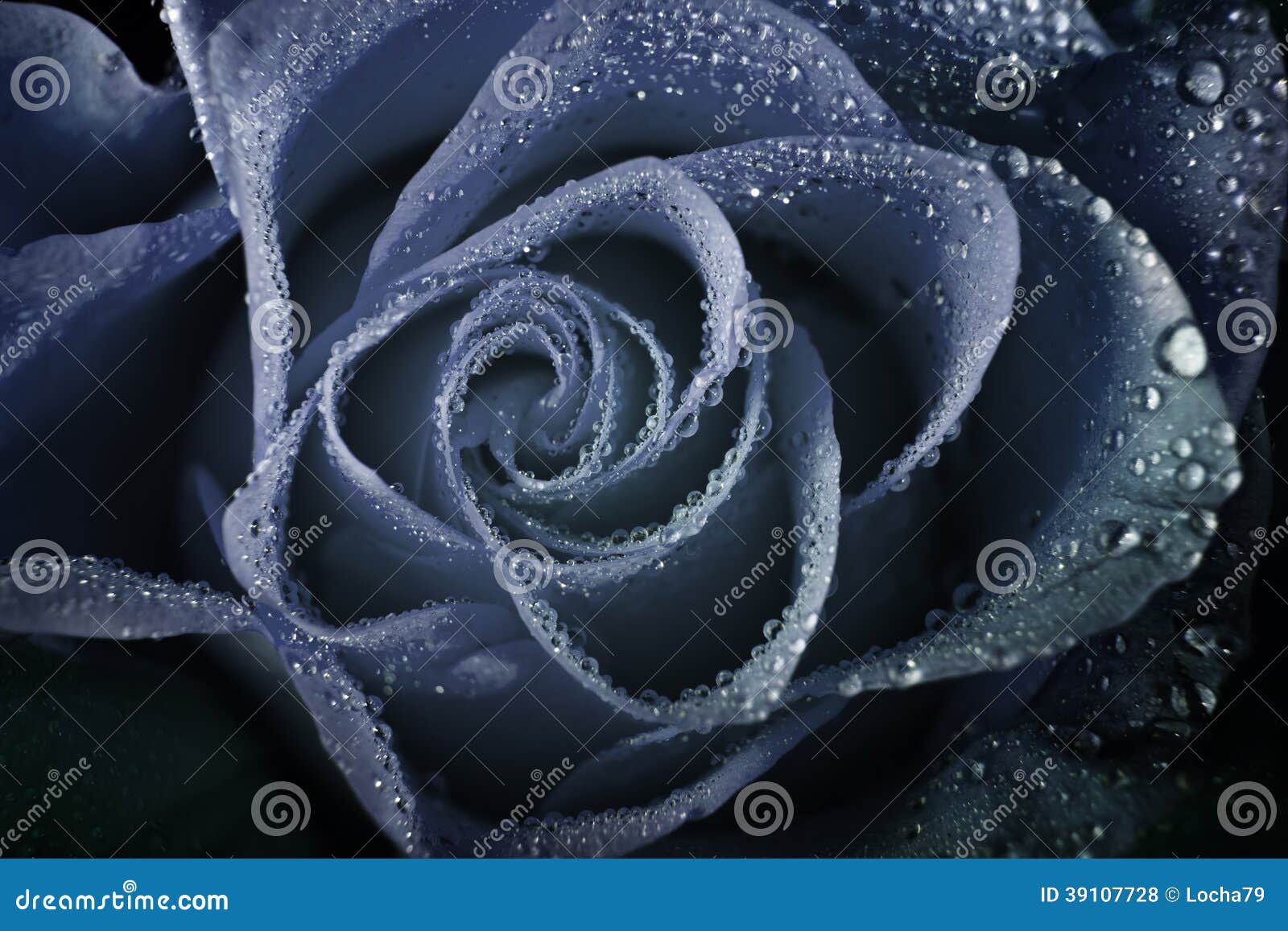 Blue rose stock photo. Image of drop, fresh, layers, orange - 39107728