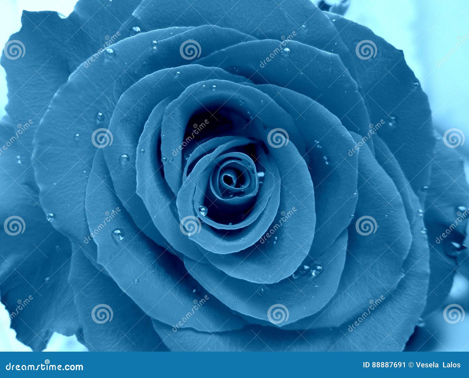 Blue rose in rain stock image. Image of rain, rose, gift - 88887691