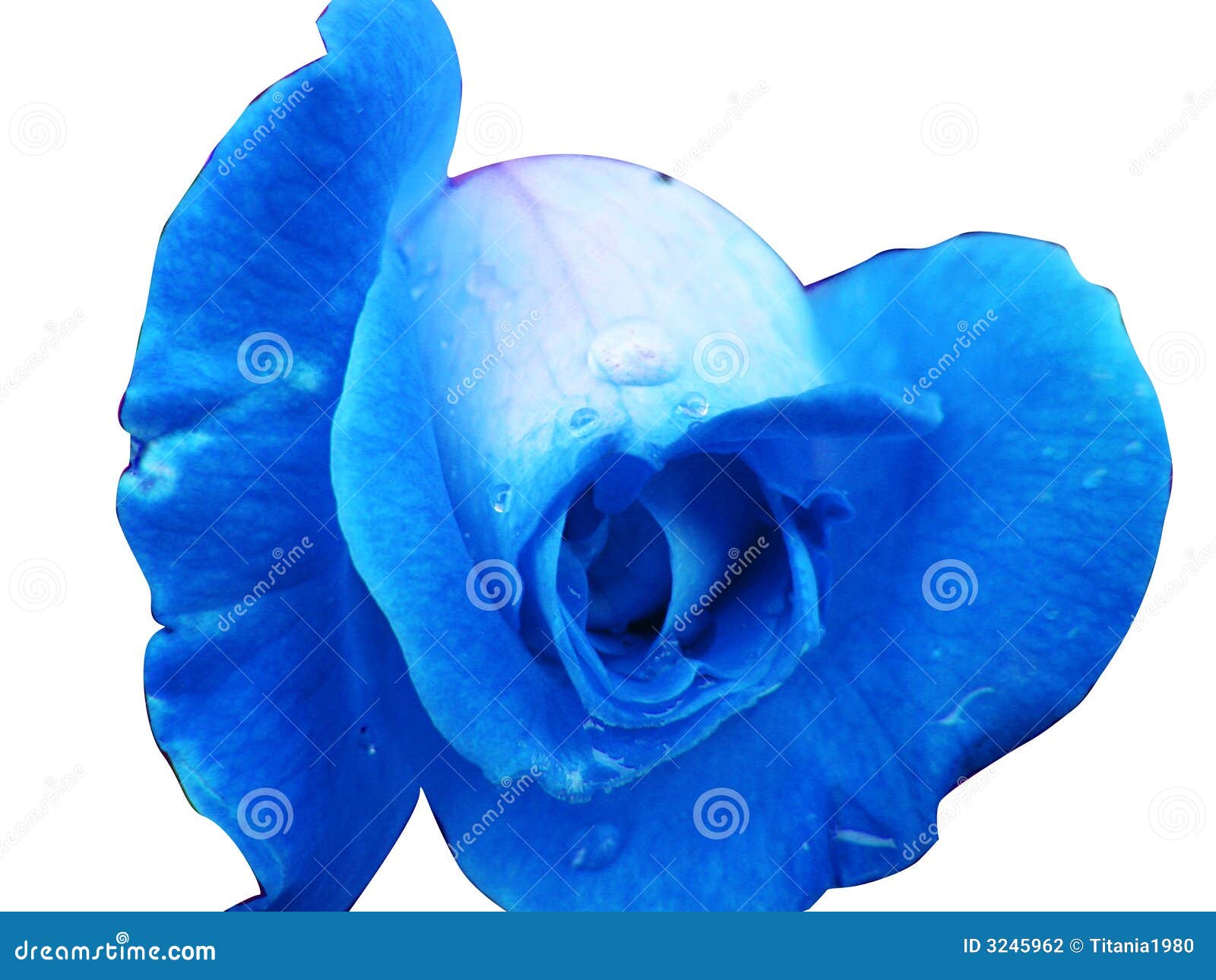 Blue rose with water drops stock photo. Image of rose - 3245962