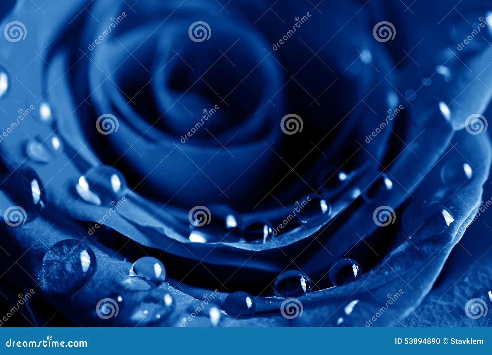 Blue rose with water drops stock photo. Image of anniversary - 53894890
