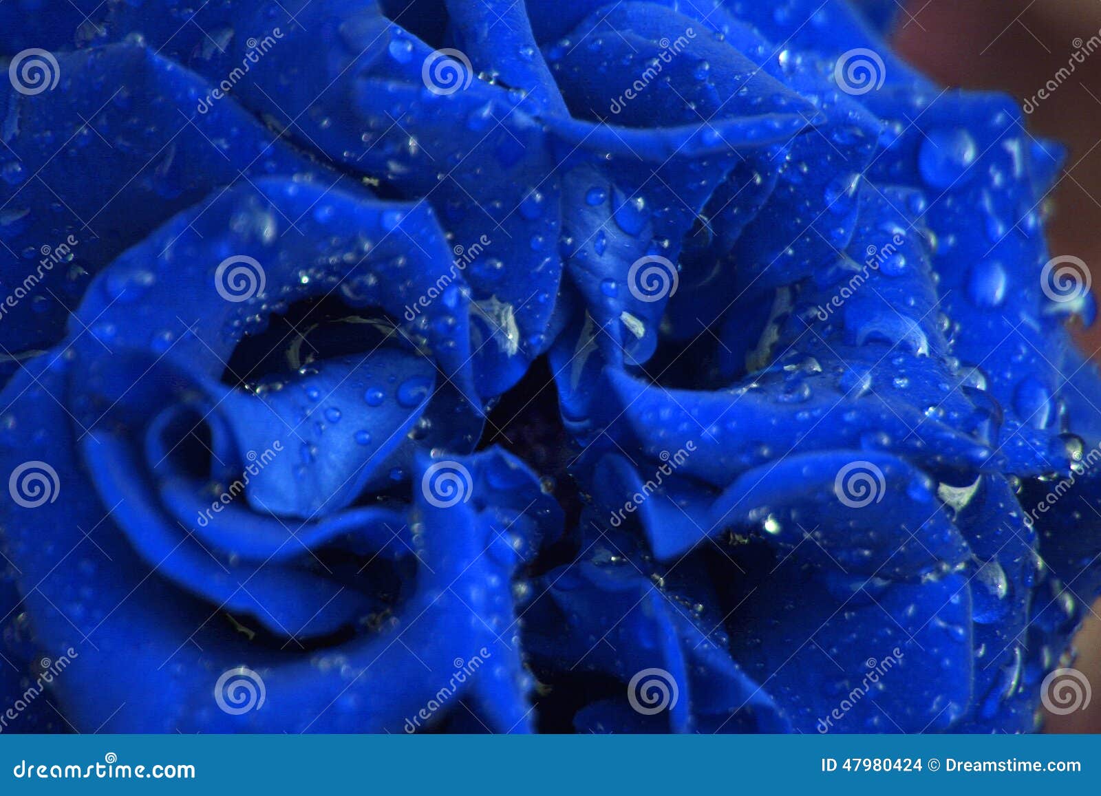 Blue rose in water drops stock photo. Image of beautiful - 47980424