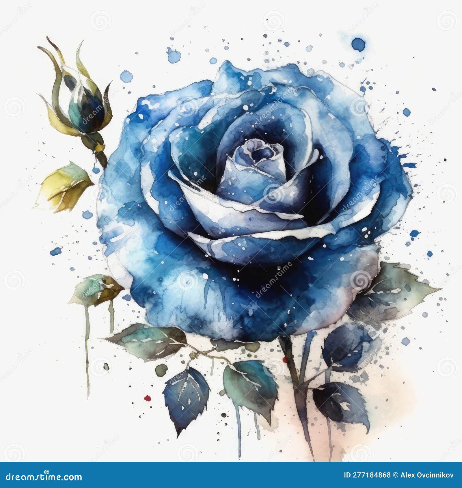 Blue Rose Watercolor on White Background for Invitations and Posters ...