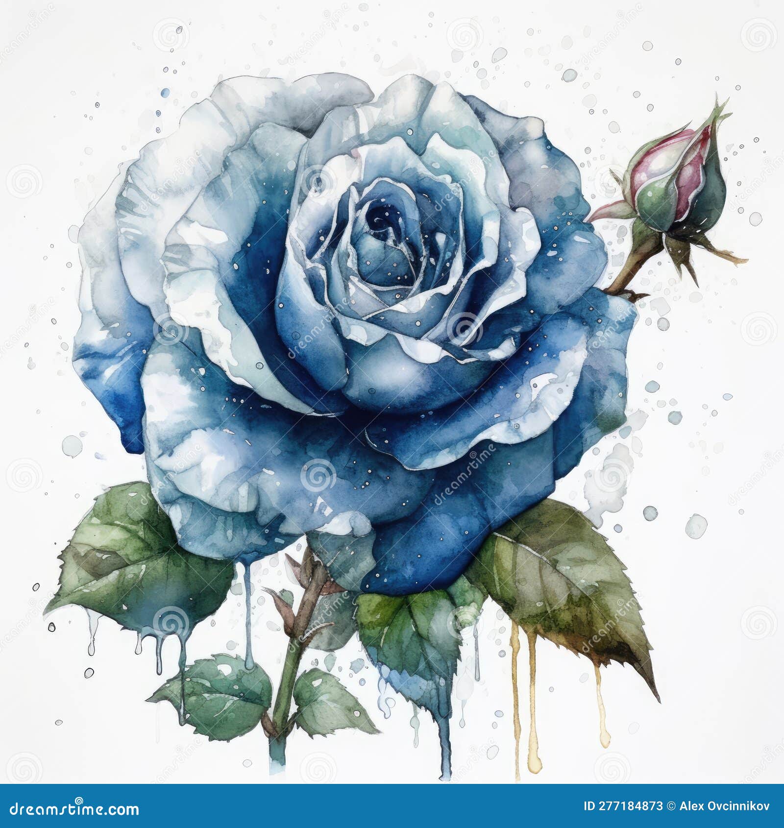 Blue Rose Watercolor on White Background for Invitations and Posters ...