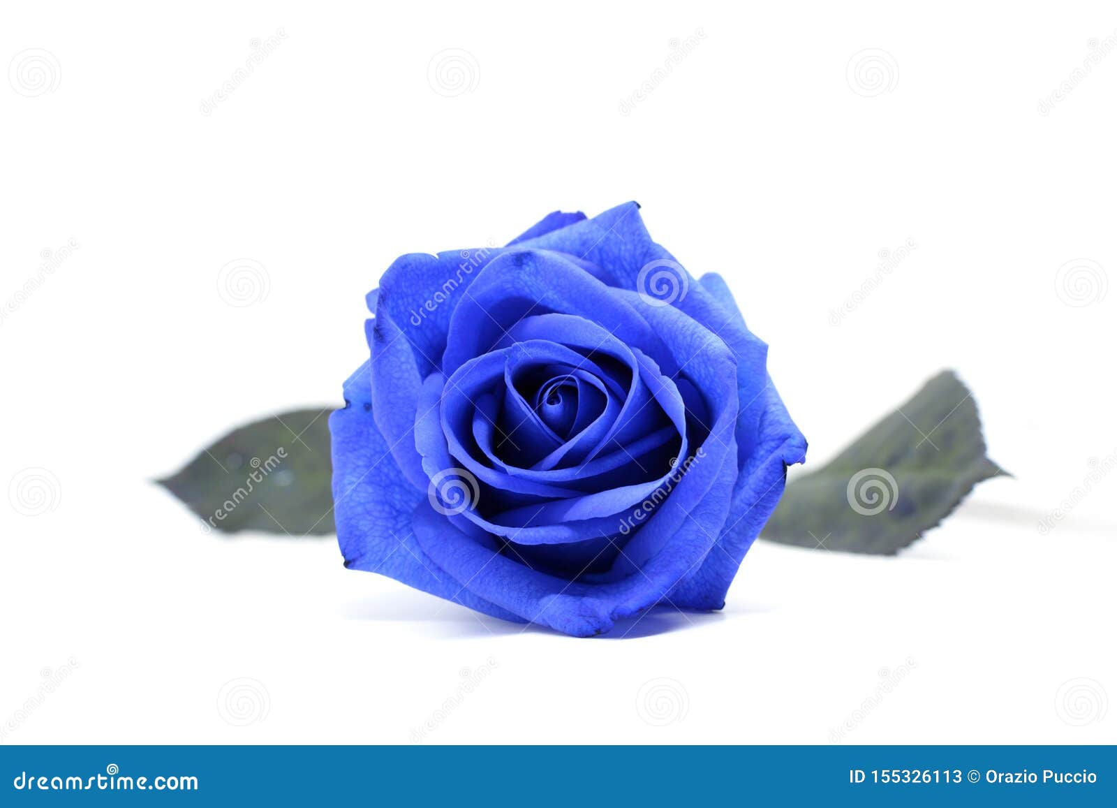 Blue Rose on a White Background Stock Image - Image of detail, elegance ...