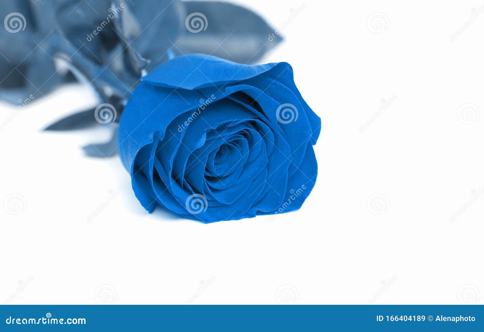 Blue Rose on White Background. Stock Image - Image of holiday ...