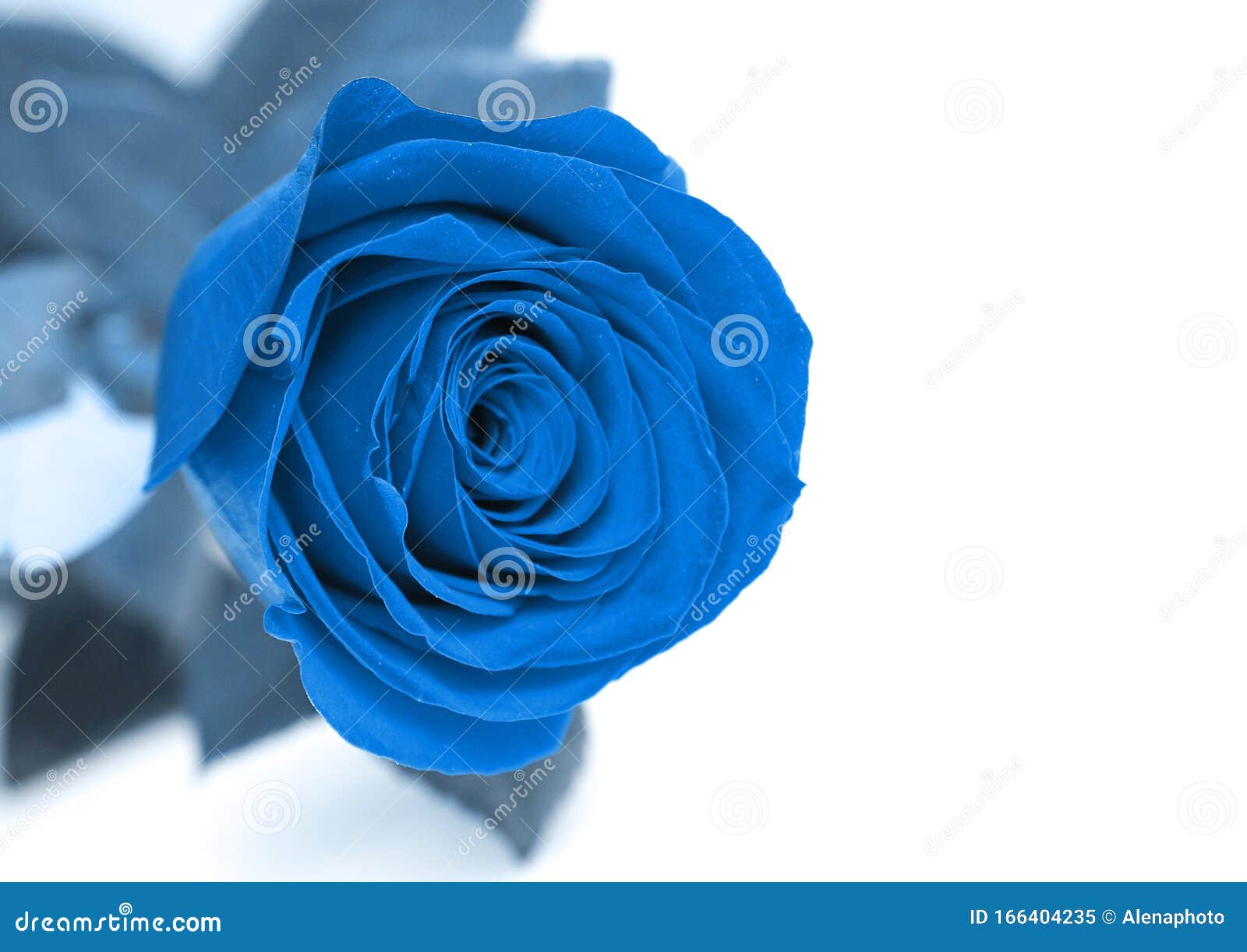 Blue Rose on White Background. Stock Image - Image of 2020, holiday ...