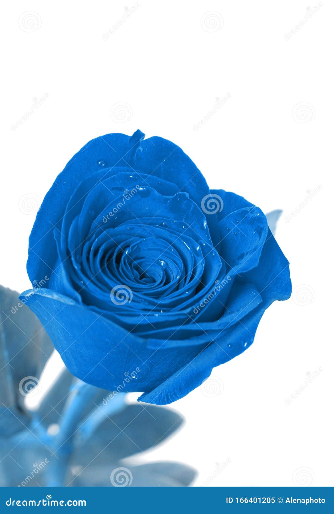 Blue Rose on White Background. Stock Image - Image of floral, love ...