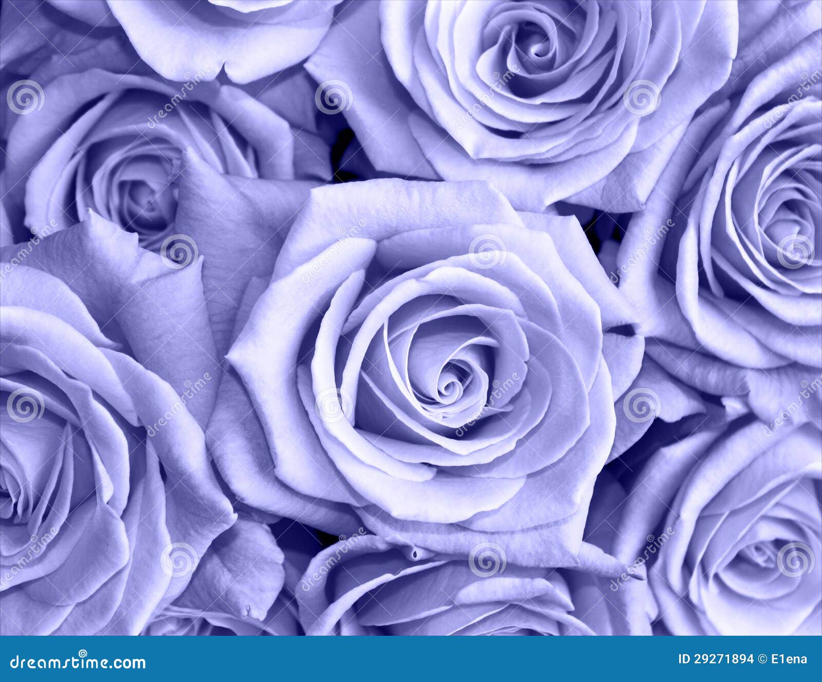 Light Blue Roses Wallpaper