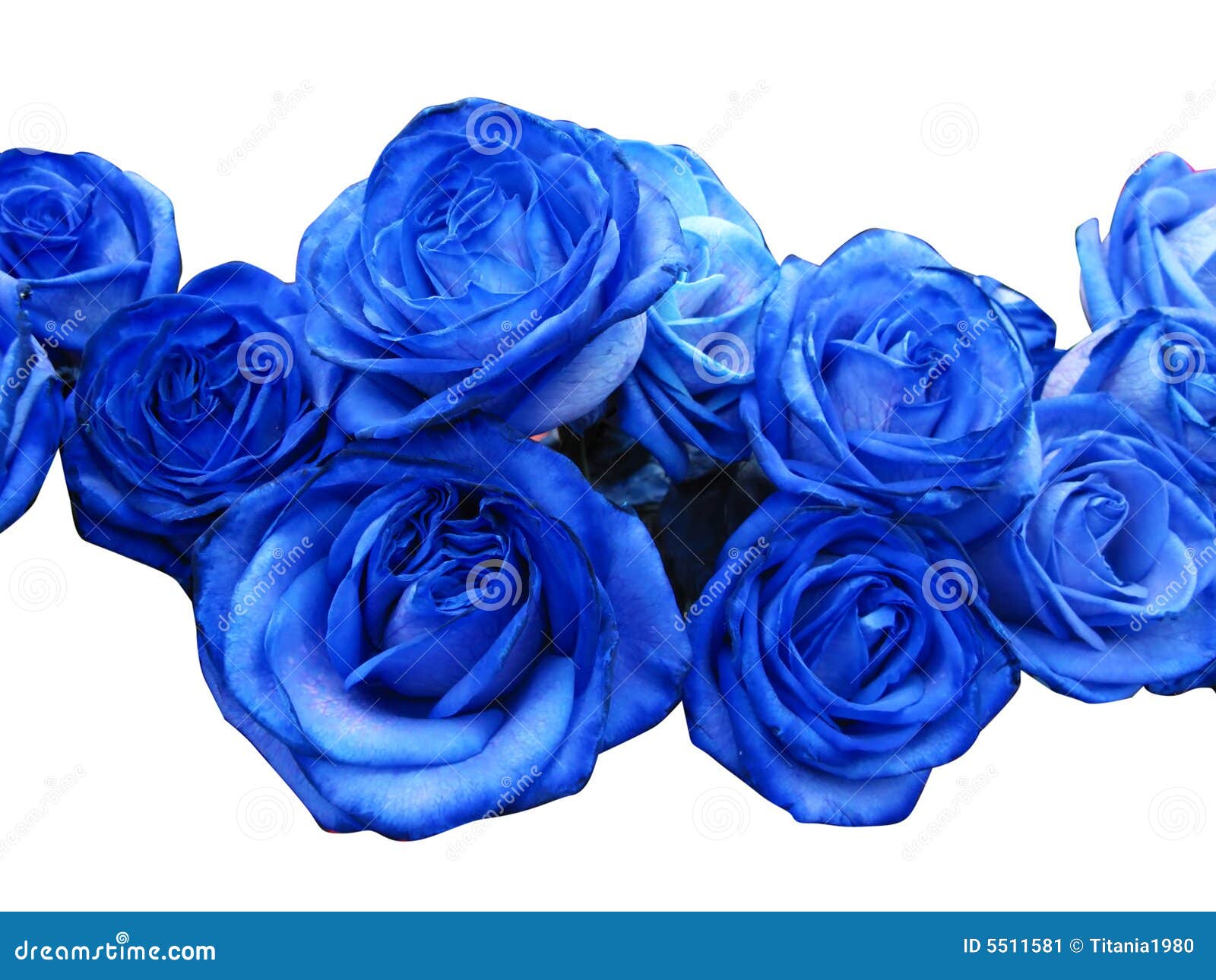 Blue roses stock image. Image of pretty, flora, present - 5511581