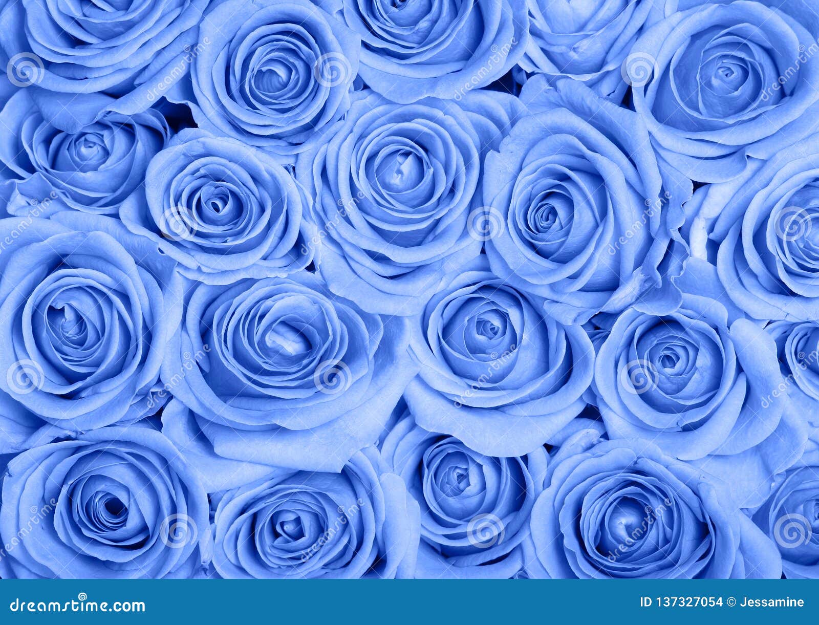 Blue roses stock photo. Image of bunch, petal, flowers - 137327054