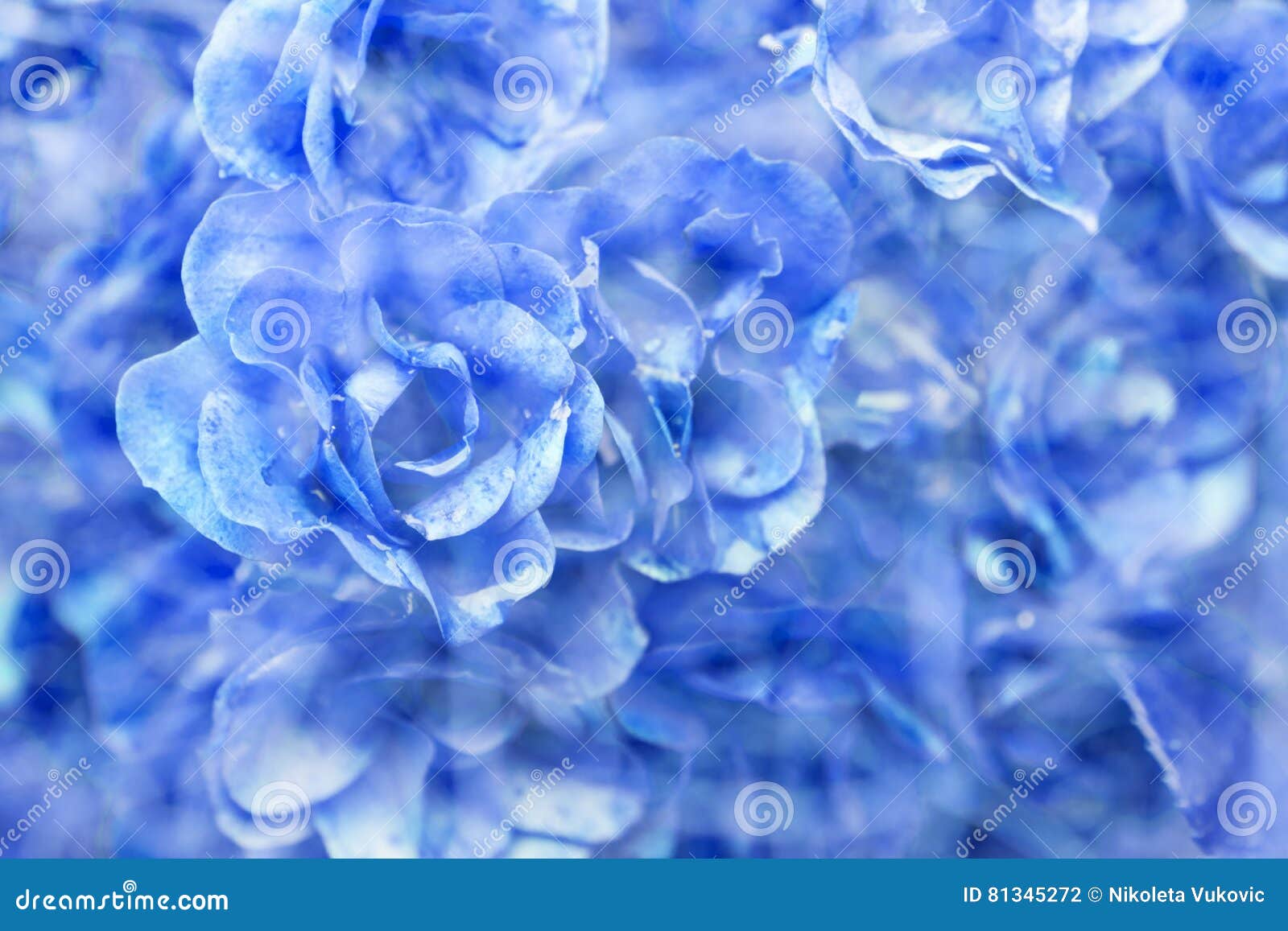 Blue roses stock photo. Image of nature, background, flora - 81345272