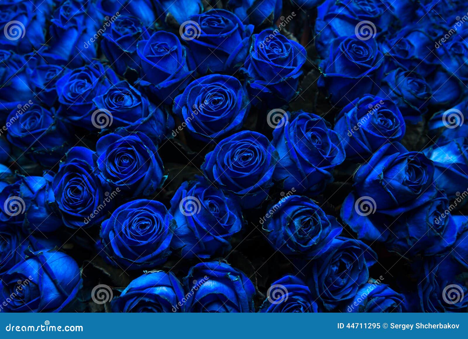 Blue Roses Stock Photo - Image: 44711295