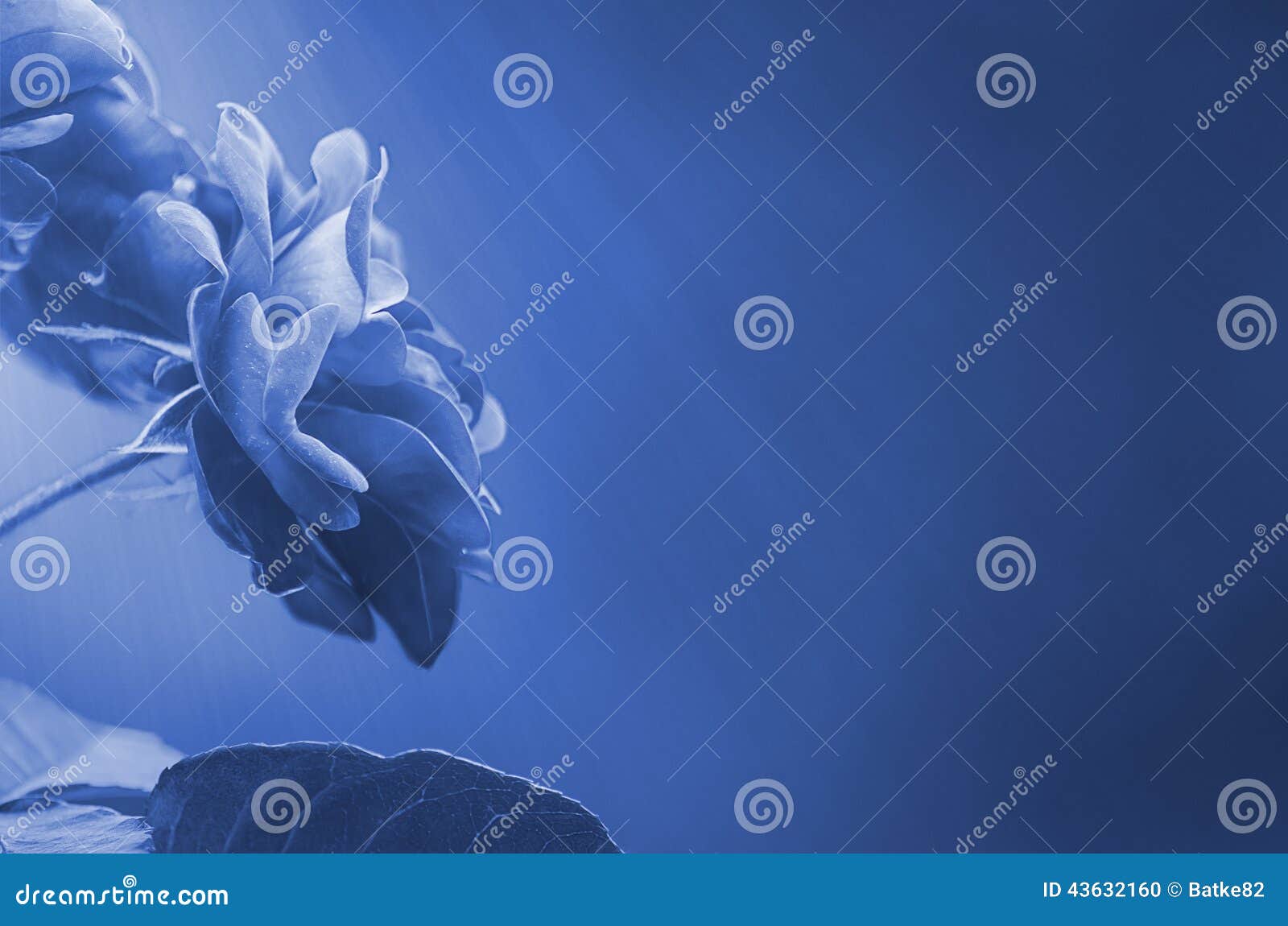 790 Background Roses Rays Photos - Free & Royalty-Free Stock Photos ...