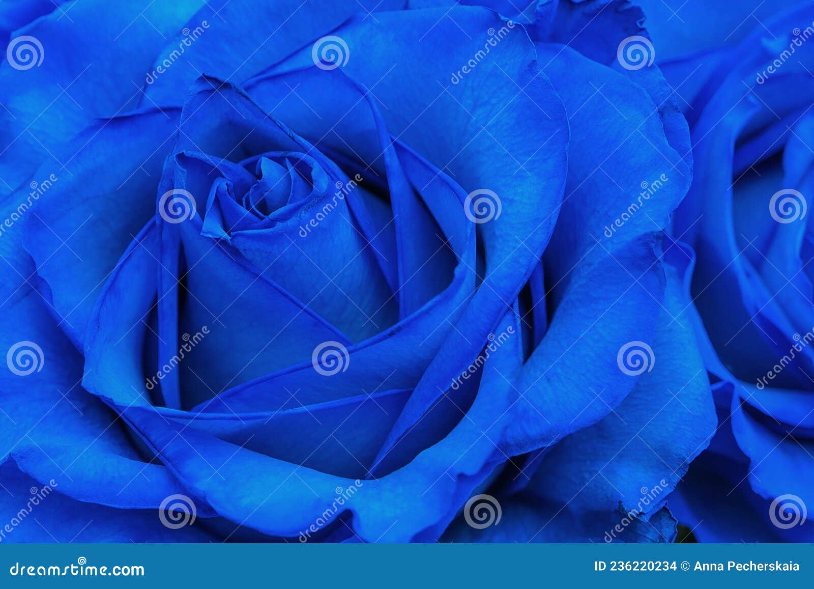 Blue Roses Close Up. Horizontal Photo Stock Photo - Image of card ...