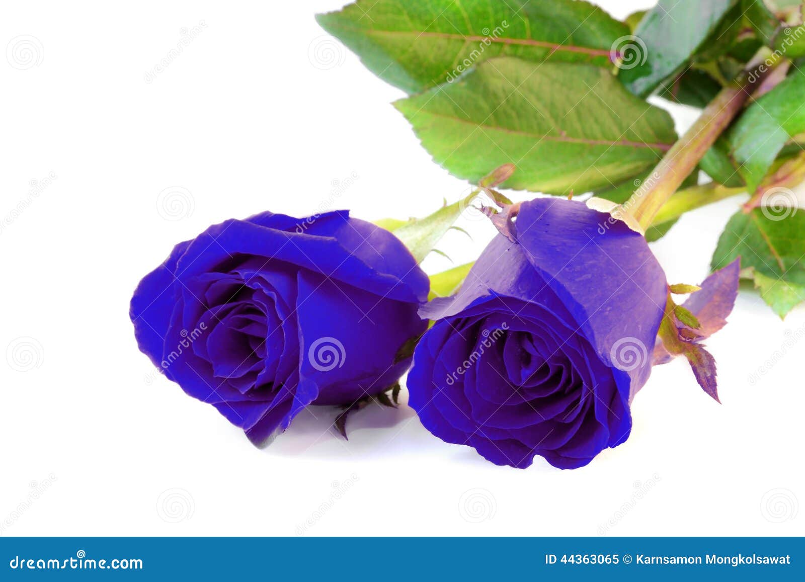 Blue Roses Isolate on White Background Stock Image - Image of card ...