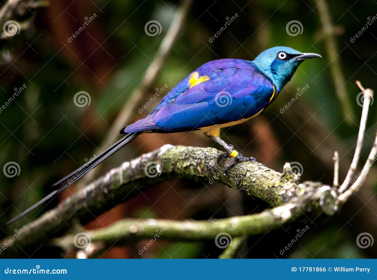 Blue Royal Starling Bird stock photo. Image of wing, colorful - 17781866