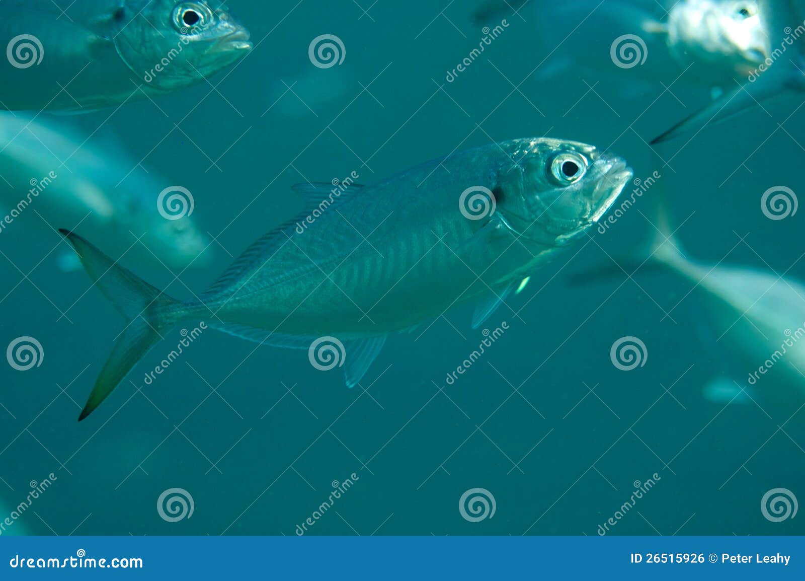 Blue Runner stock photo. Image of school, reef, ichthyology - 26515926