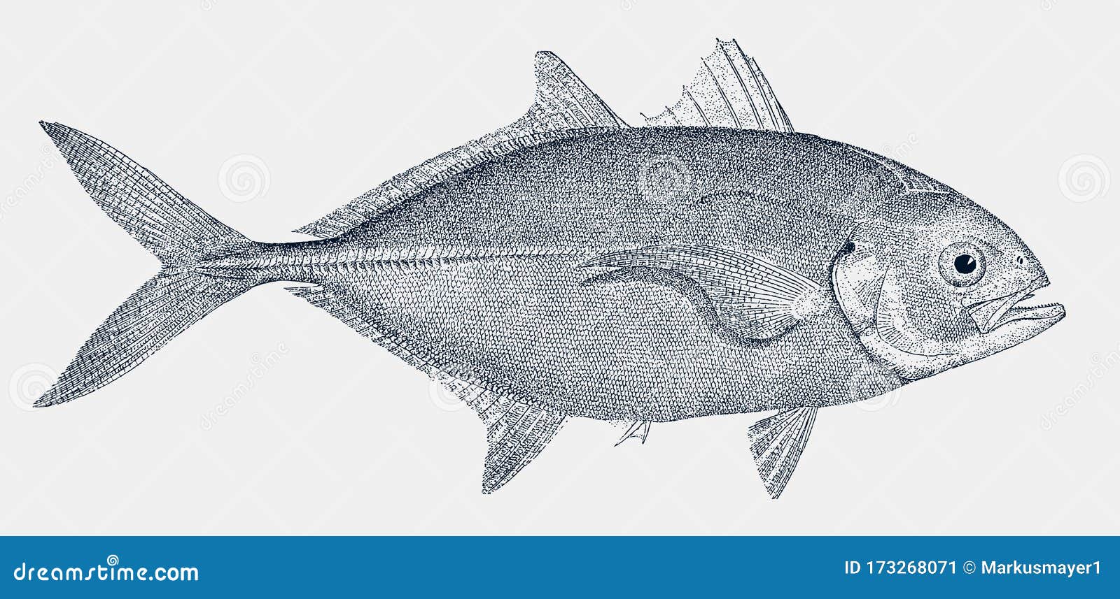 Blue Runner Caranx Crysos, Marine Fish From The Atlantic Ocean Royalty ...