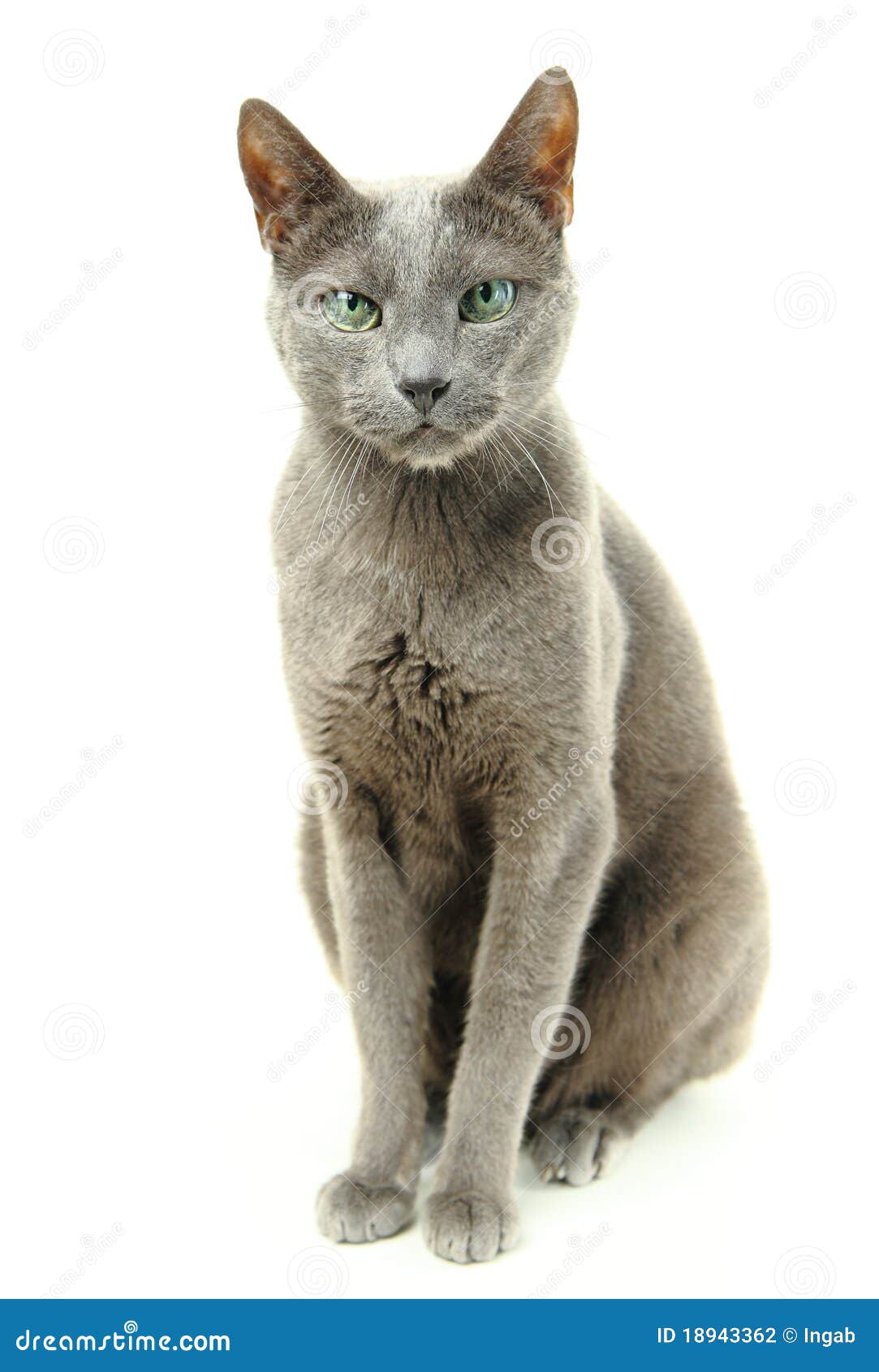 Blue Russian cat stock photo. Image of eyes, feline, domestic - 18943362