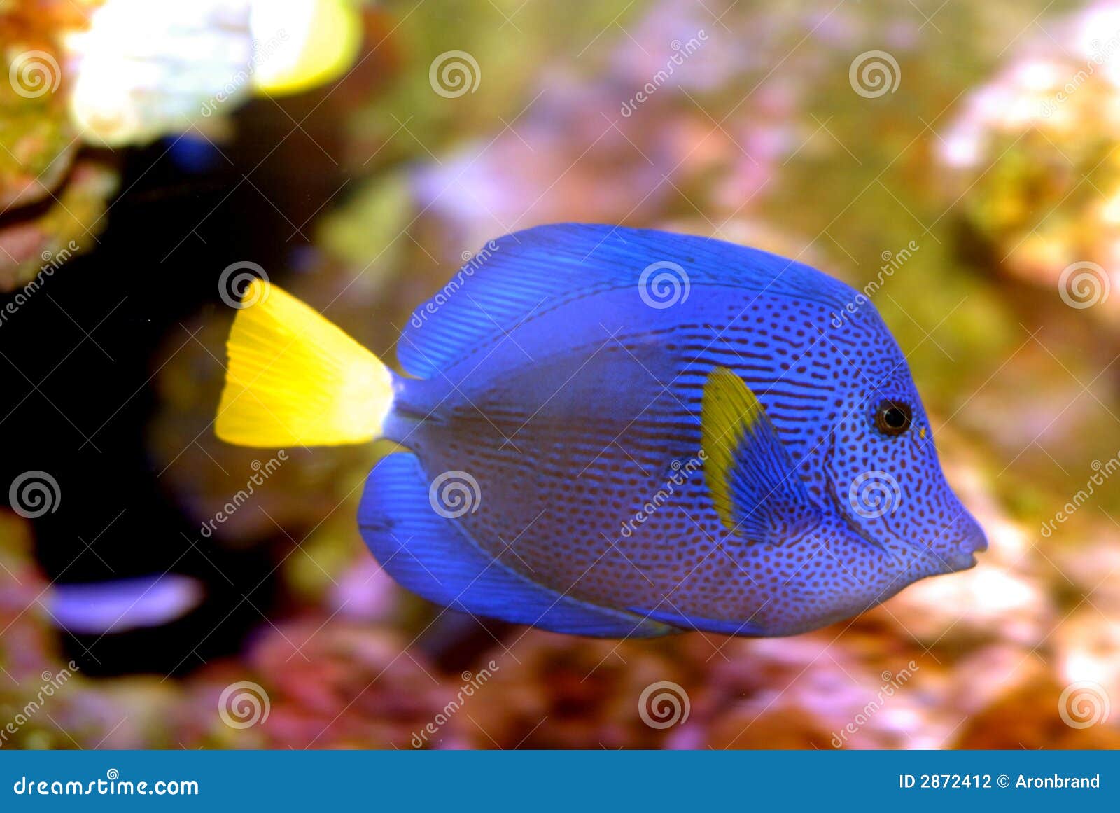 Blue salt water fish stock photo. Image of animal, life - 2872412