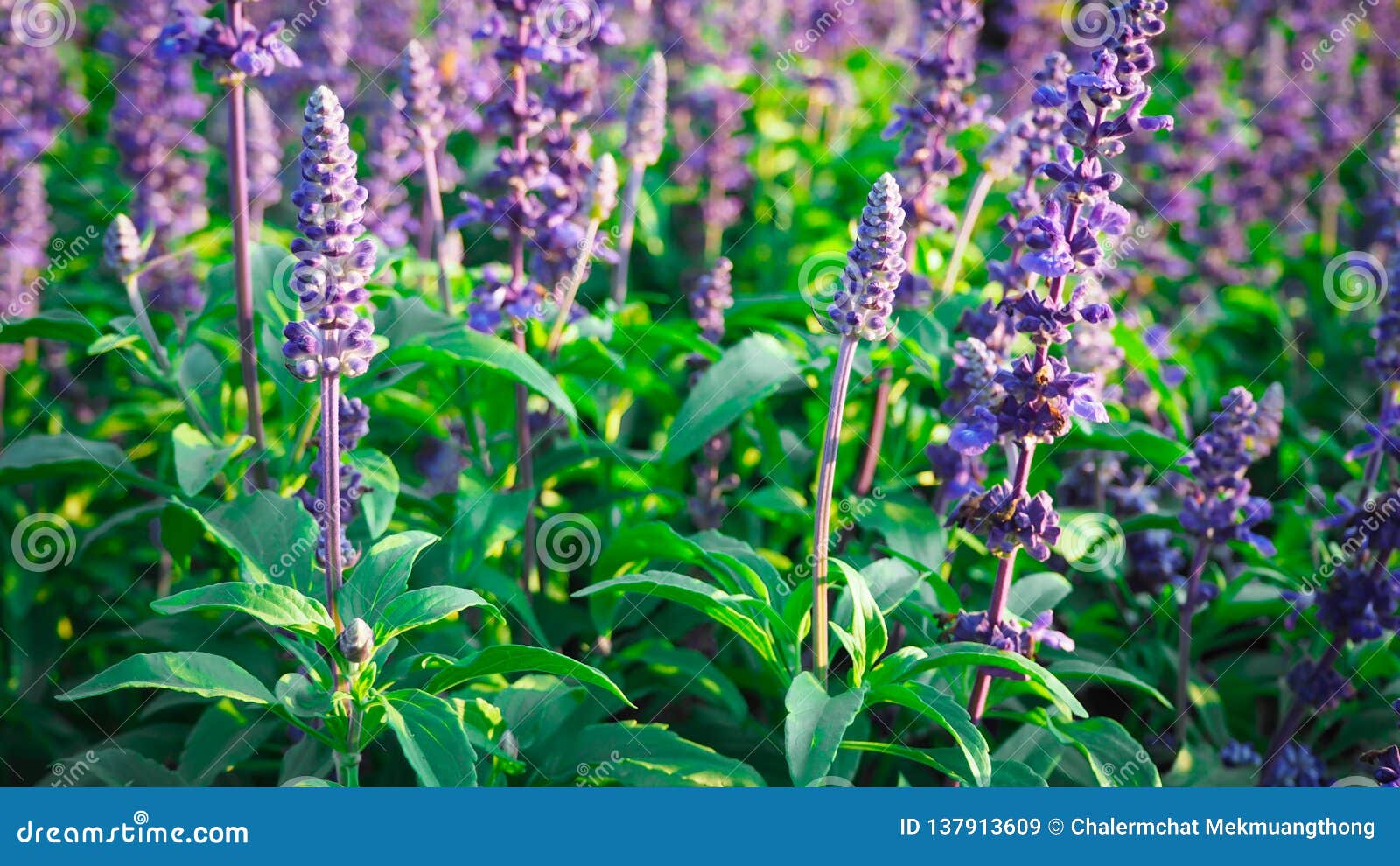 Blue Salvia Bloom Beautifully, Receive Sunlight Stock Image - Image of ...