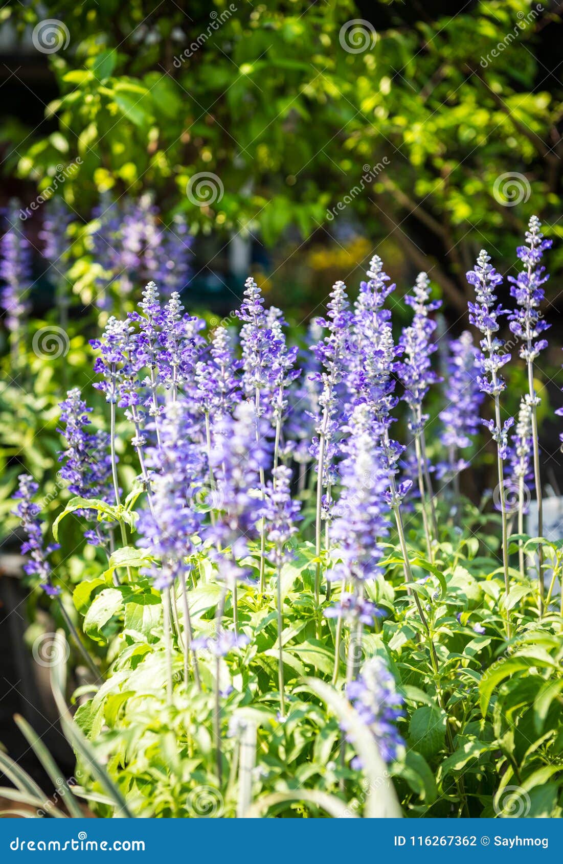 Blue Salvia flower closeup stock photo. Image of health - 116267362