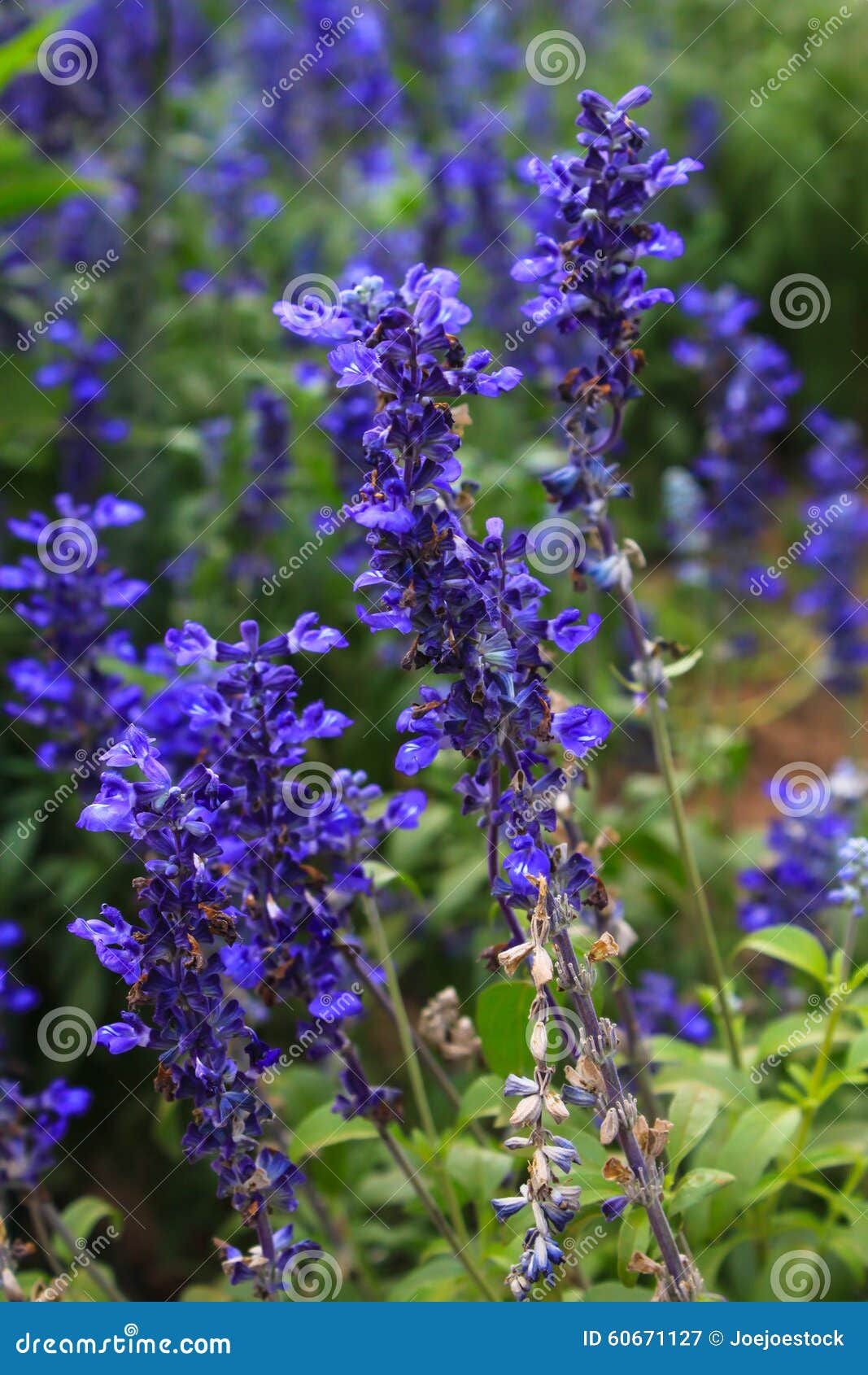 Blue Salvia flower stock image. Image of bloom, salvia - 60671127
